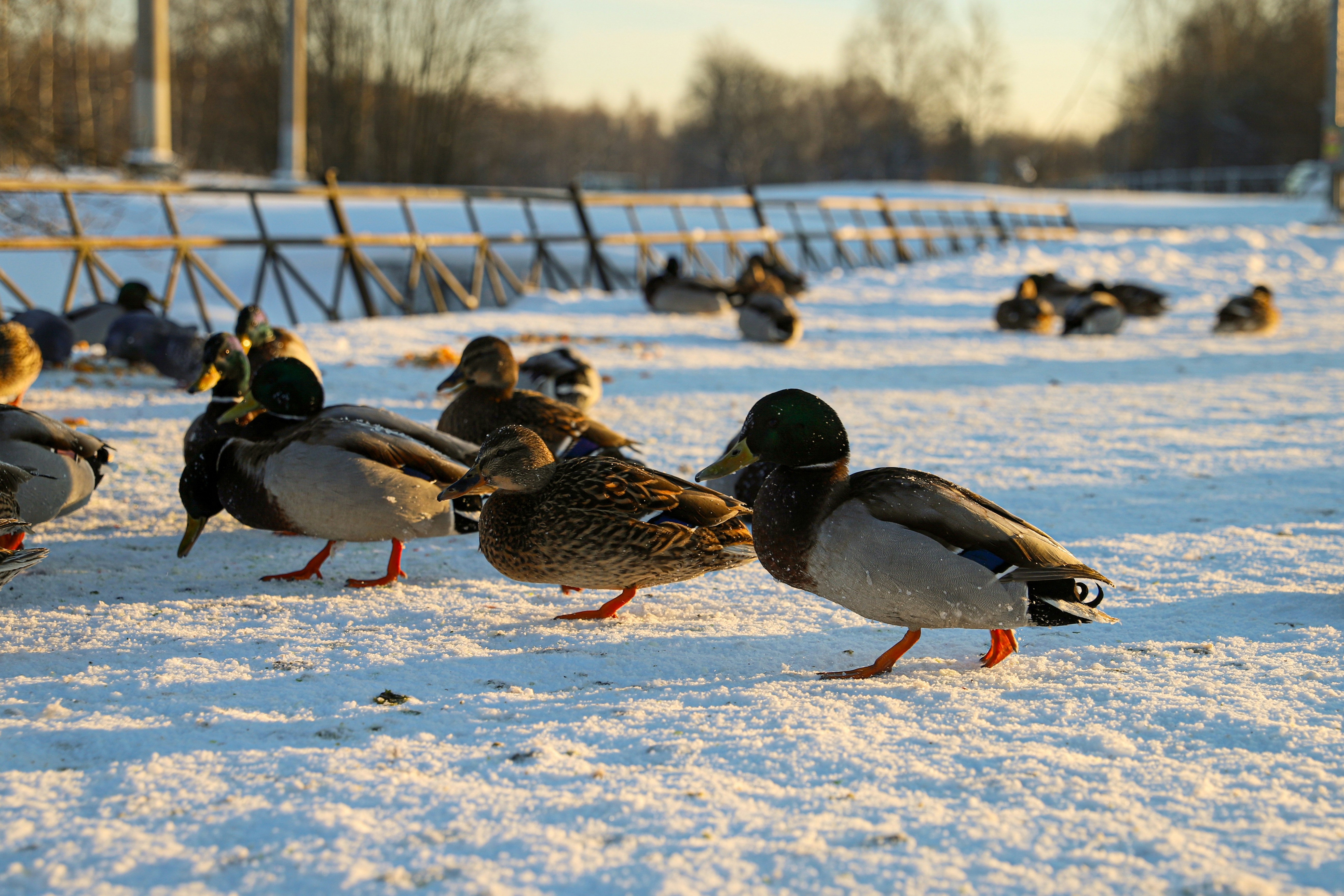 Sunlit Mallards on Frost: A Quiet Winter Parade