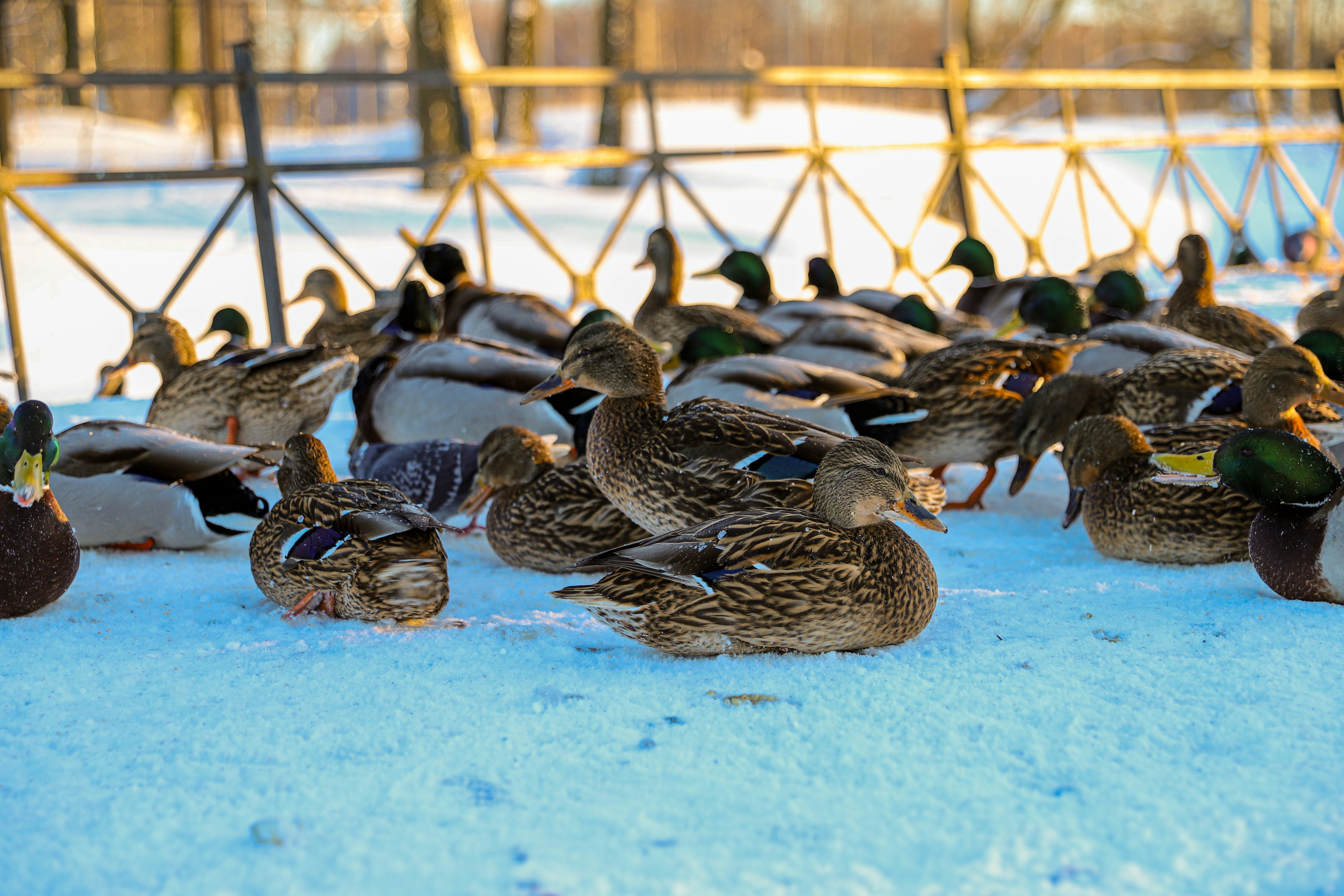 Cobalt Calm: Mallards Gather Under a Lattice-Frame Fence