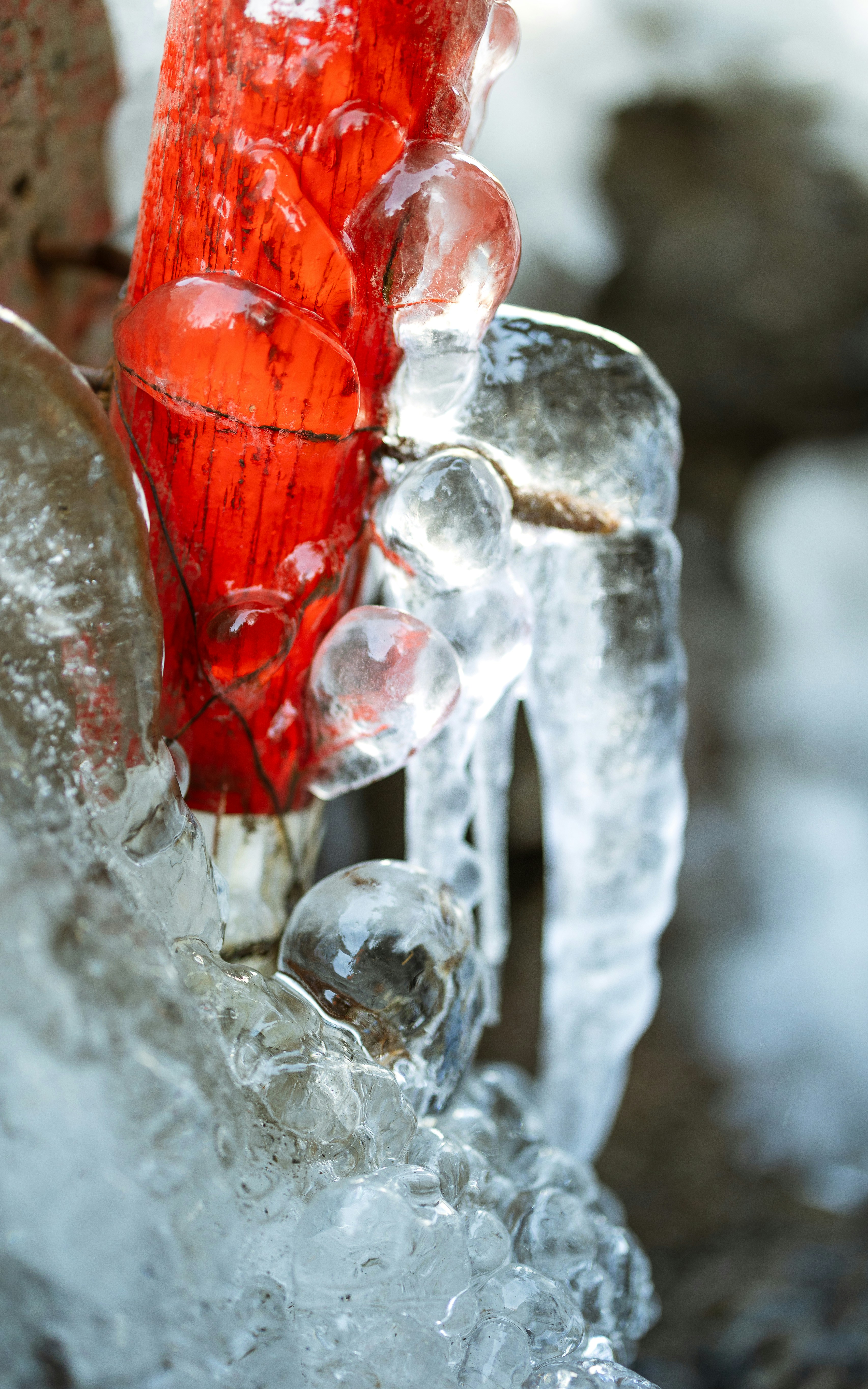 Crimson Stem Enclosed in a Glassy Ice Cascade