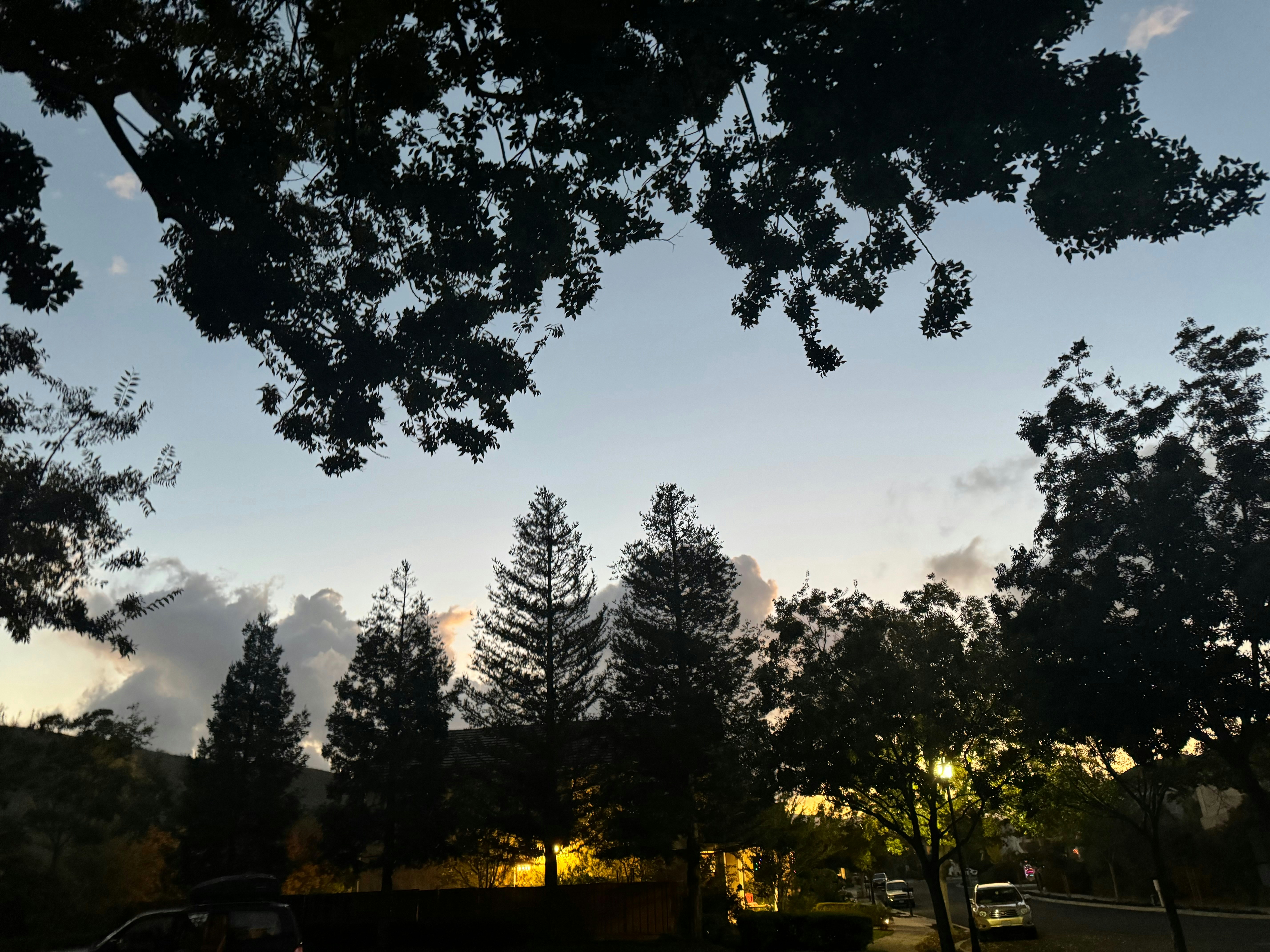 Dusk's Whisper Through the Leaves