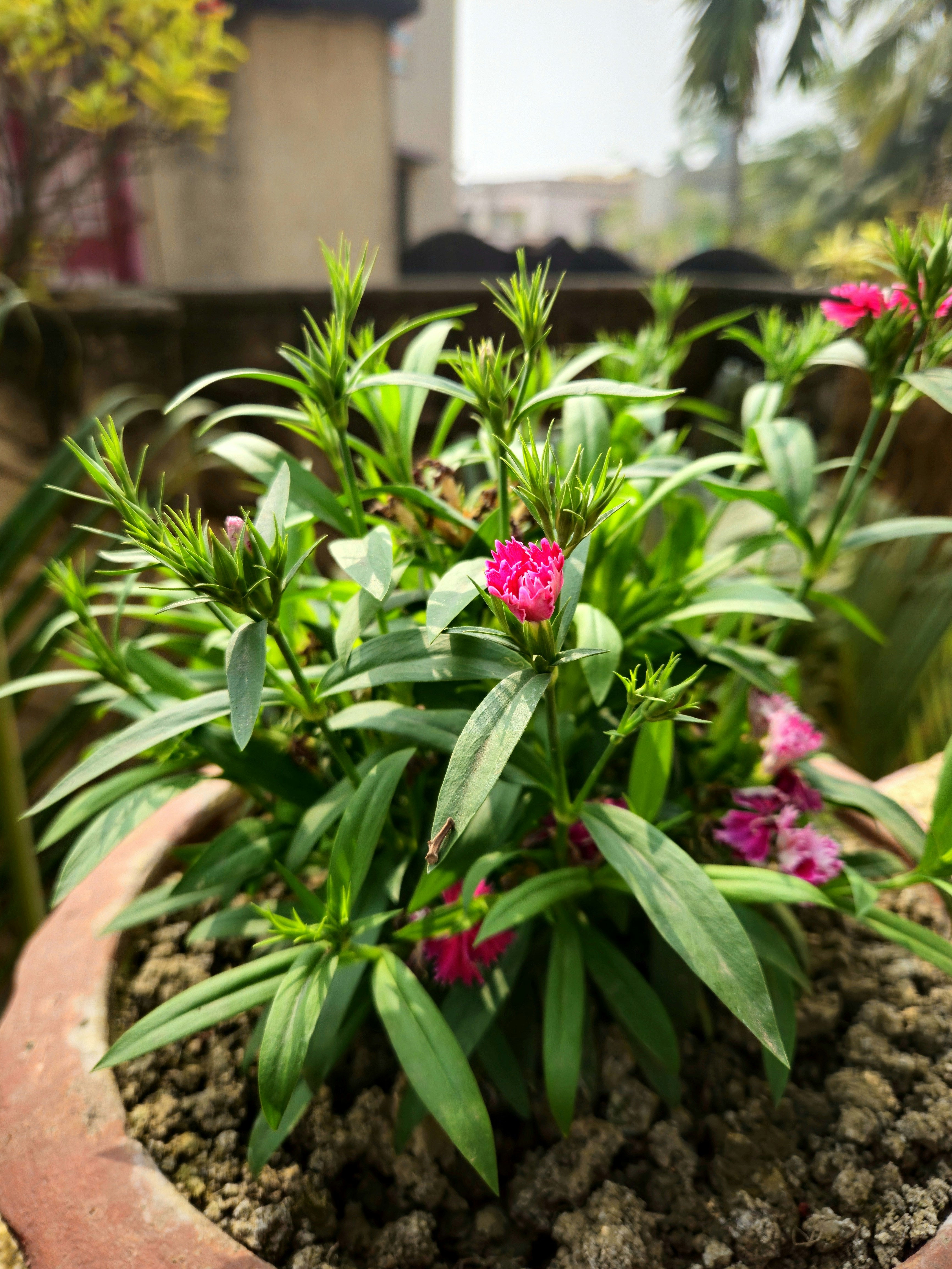 Center Bloom: Pink Carnation Bud Framed by Green Foliage in a Terracotta Pot
