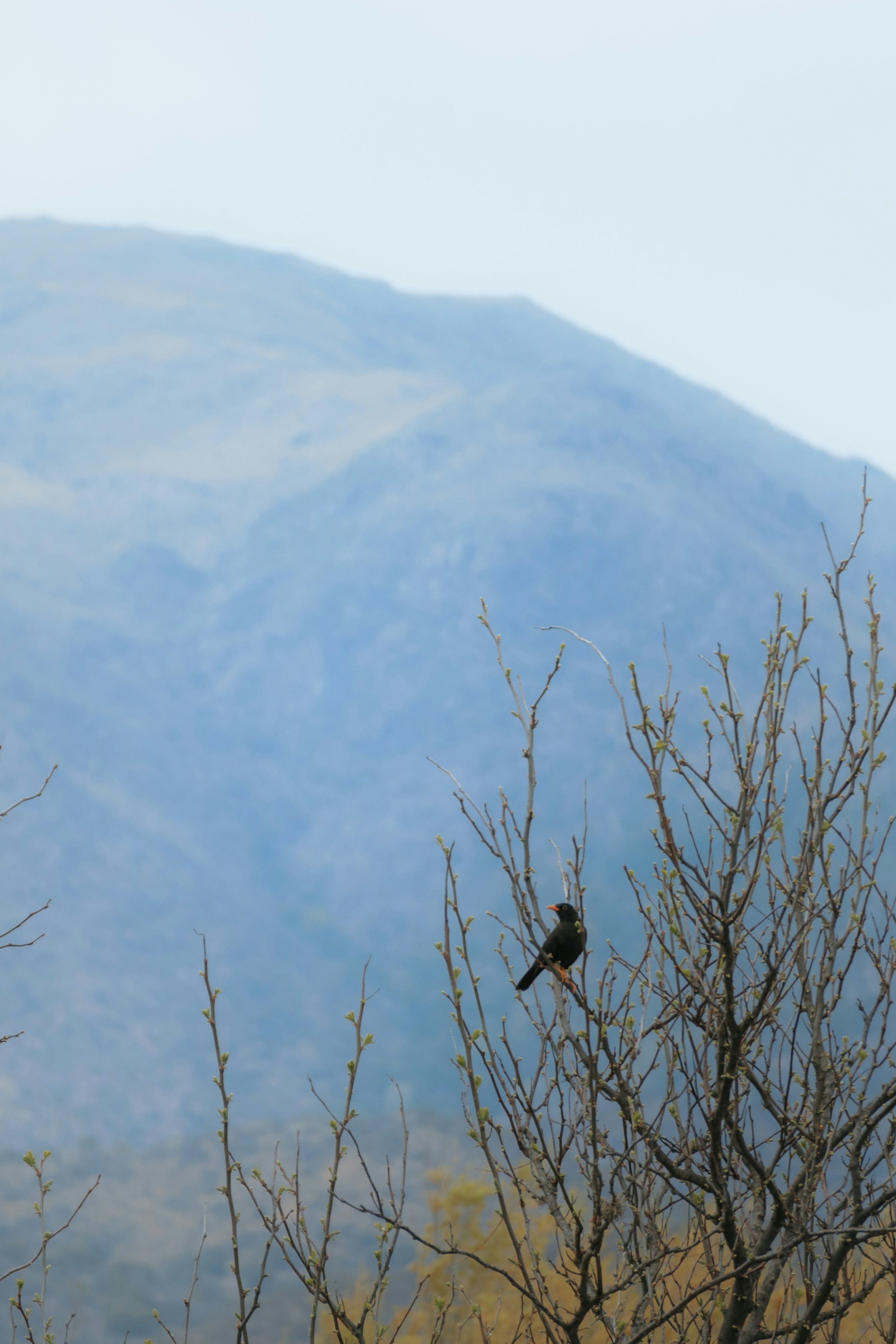 Blackbird on a Bare Branch Beneath Cobalt Alpine Skies
