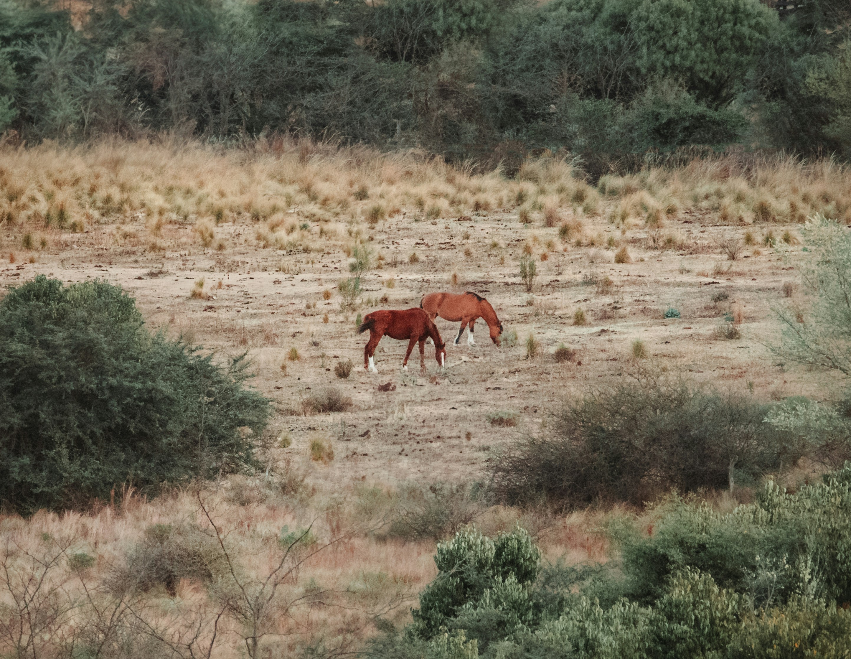 Two Chestnut Horses Graze Amid Golden Scrub in a Quiet Range