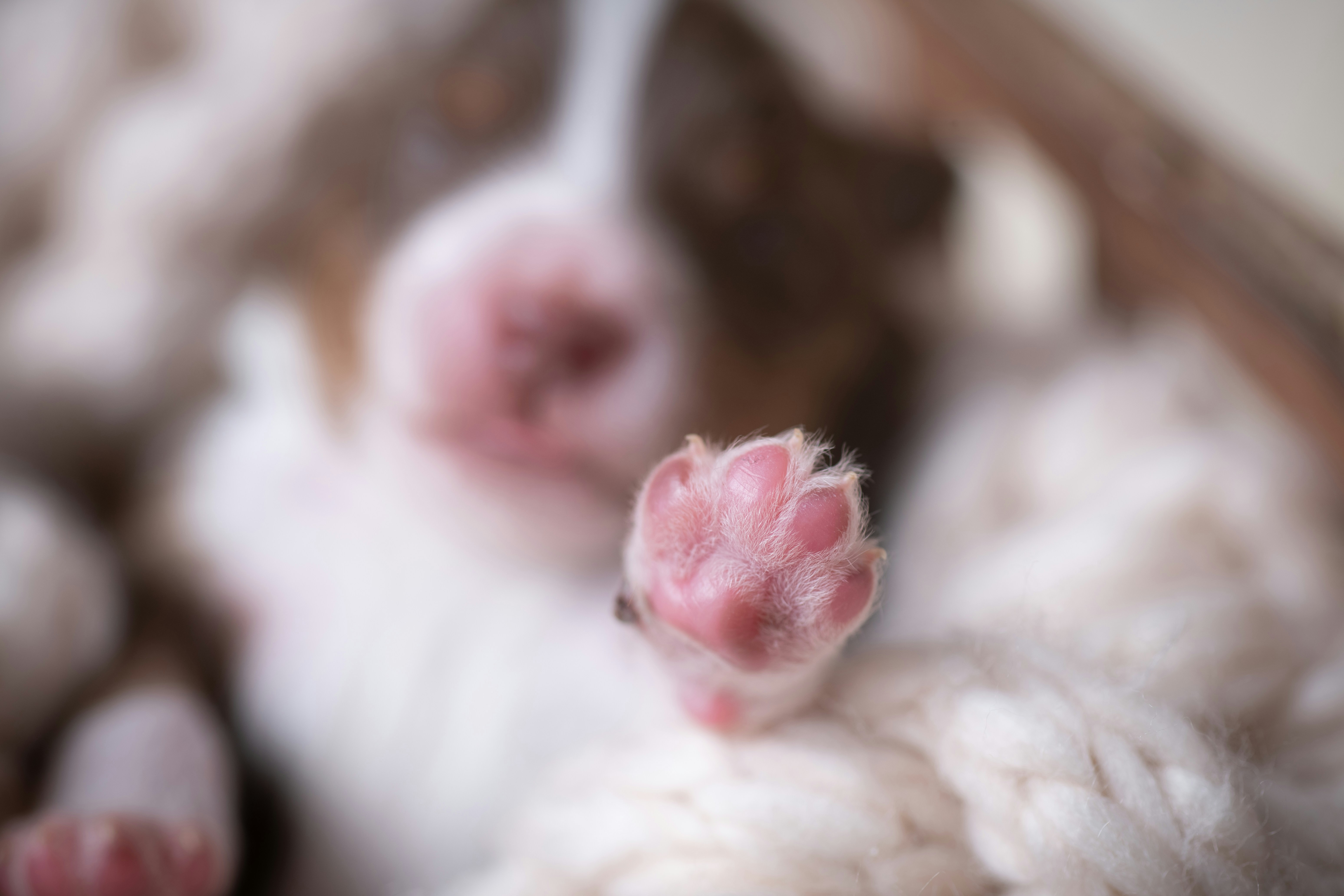 Velvet Fur and a Pink Paw: A Macro Moment