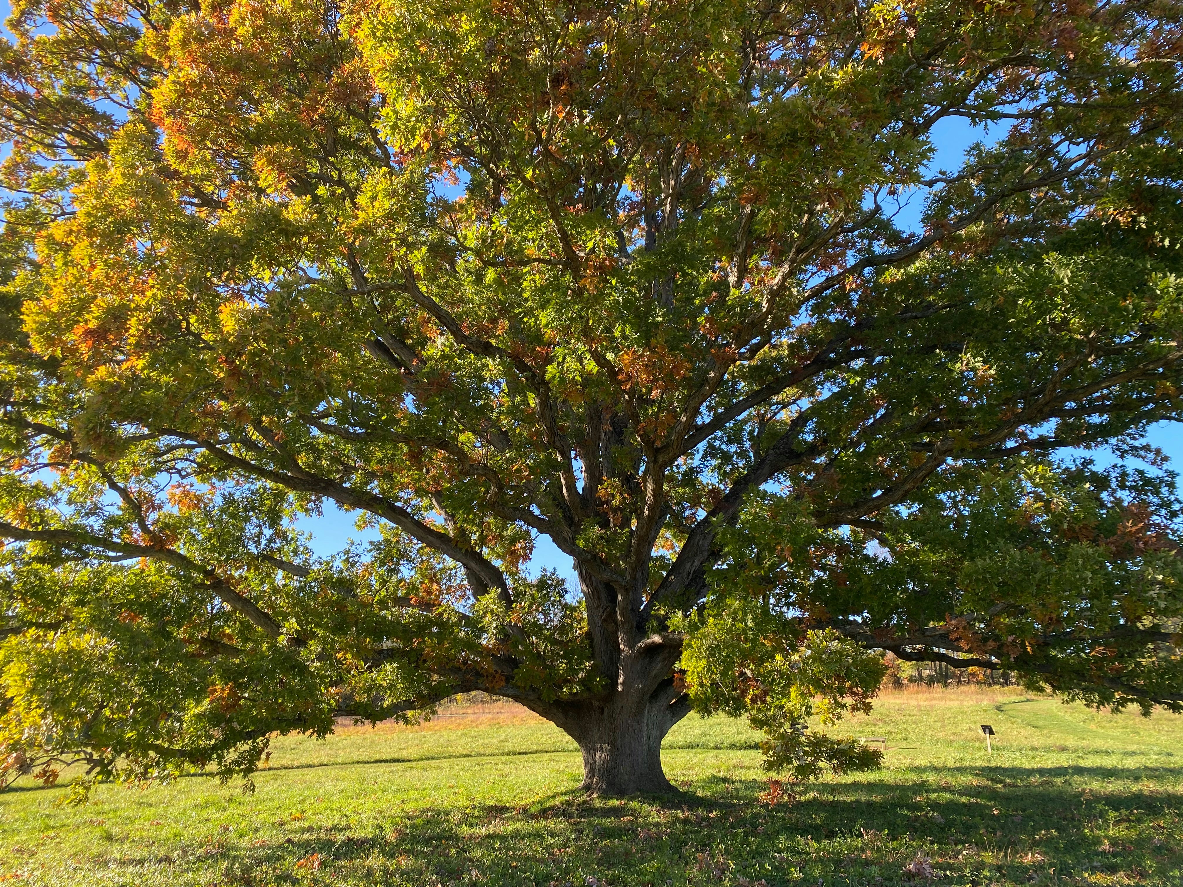 A large tree in the middle of a grassy field photo – Free Bryn coed ...