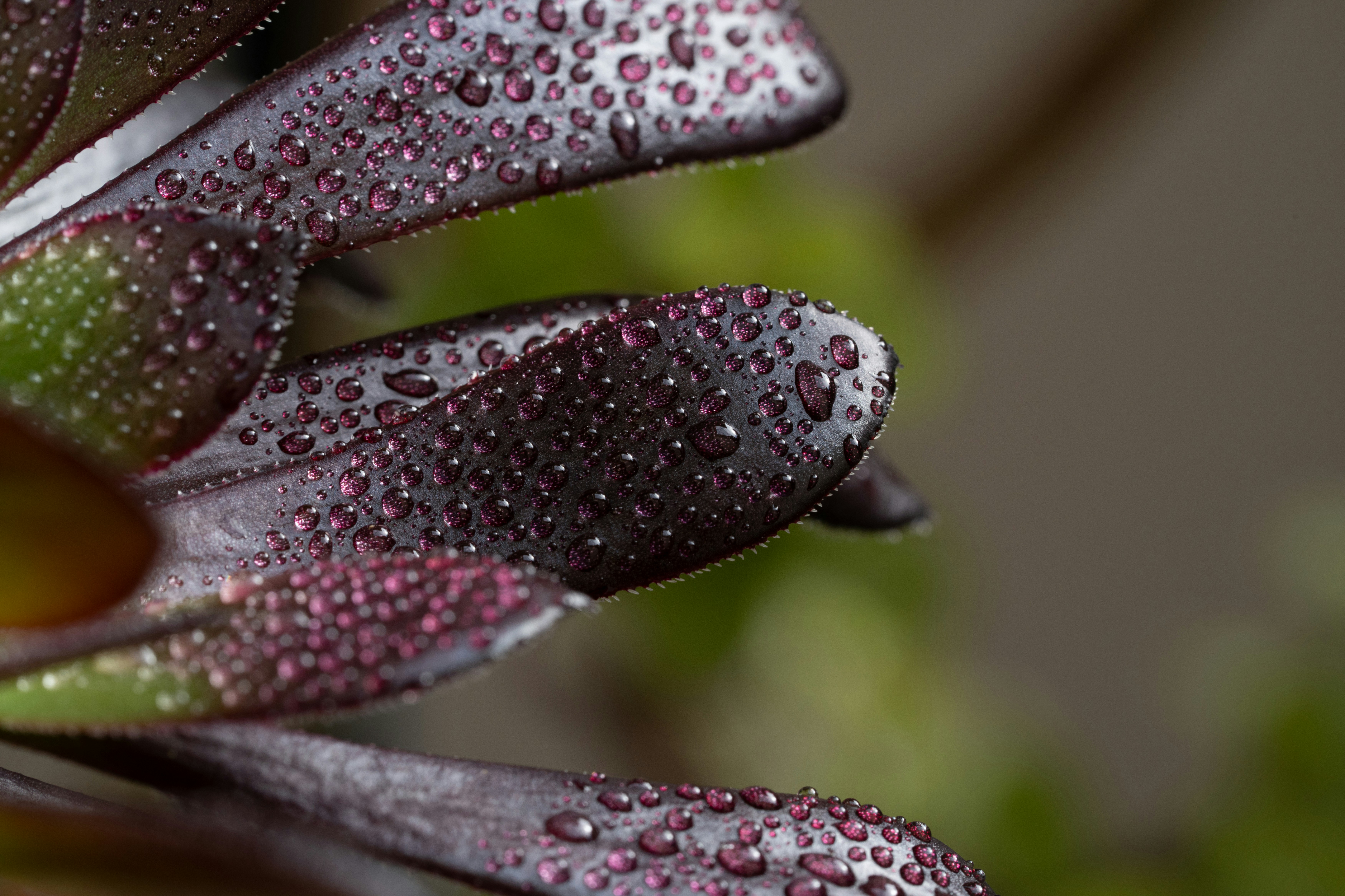 Dew Glyphs Tracing the Velvet Purple Margin
