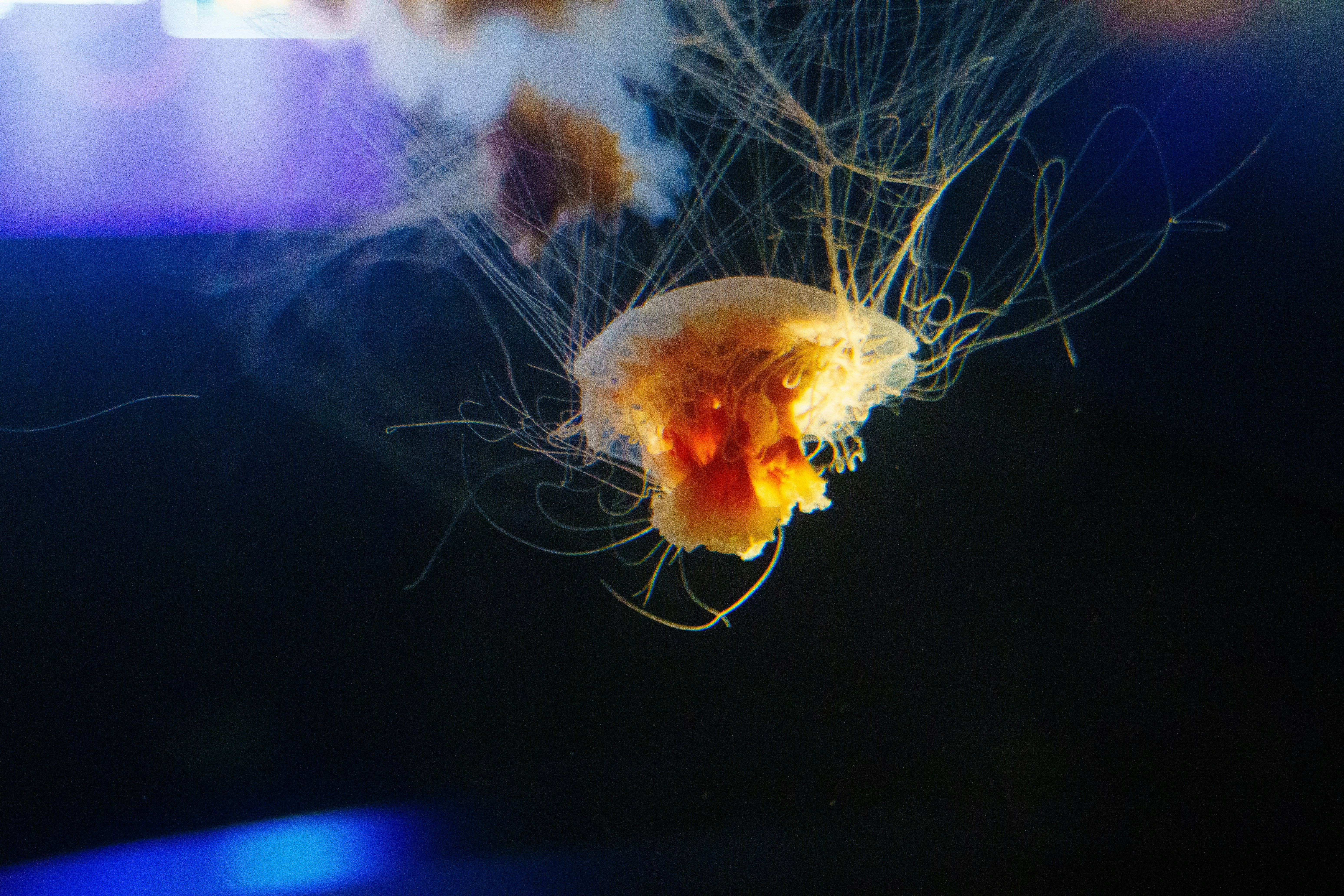 Floating Lantern: a translucent jellyfish against a dark, luminous backdrop