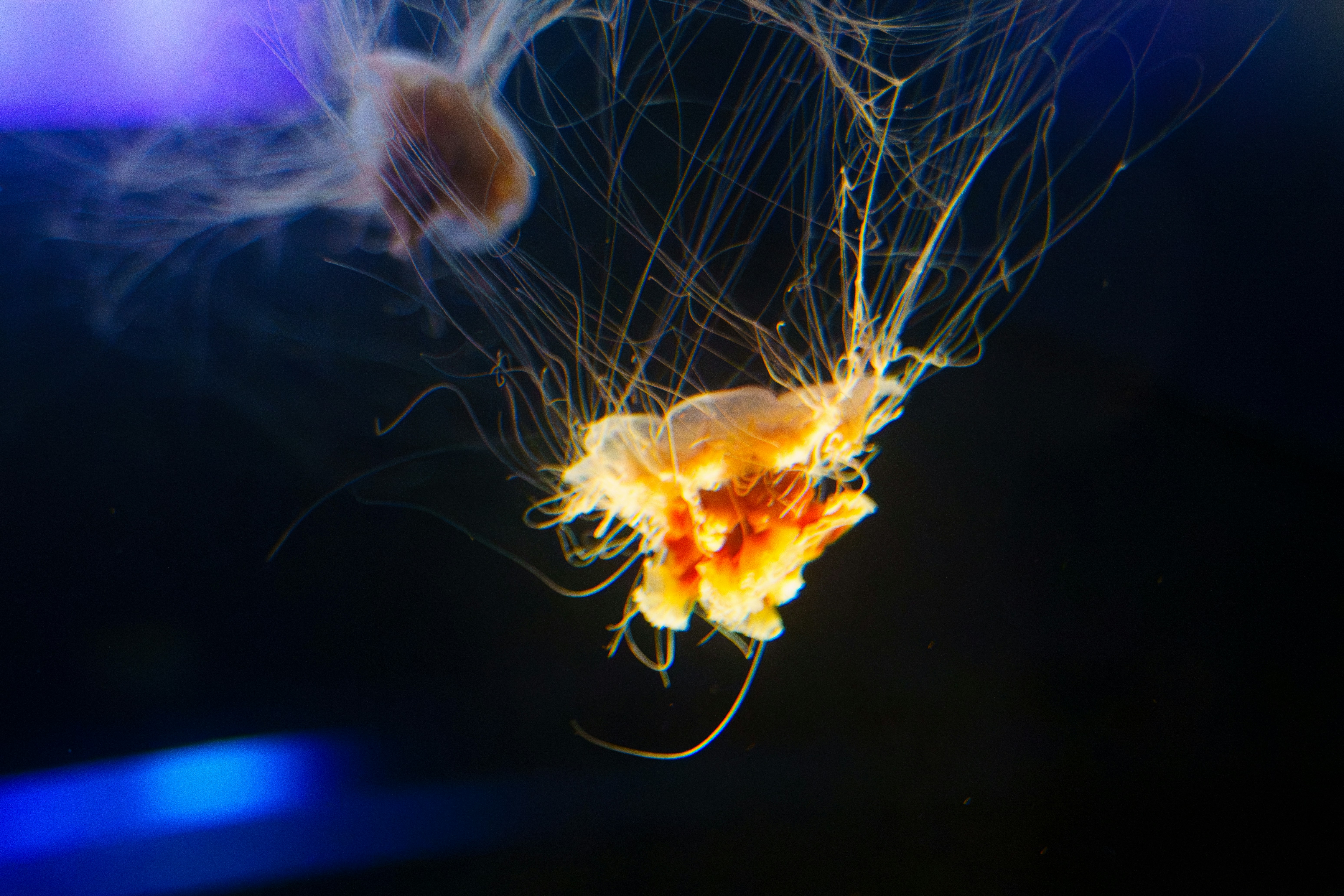 Amber Drifter in Neon Depths: An Orange Jellyfish's Quiet Drift