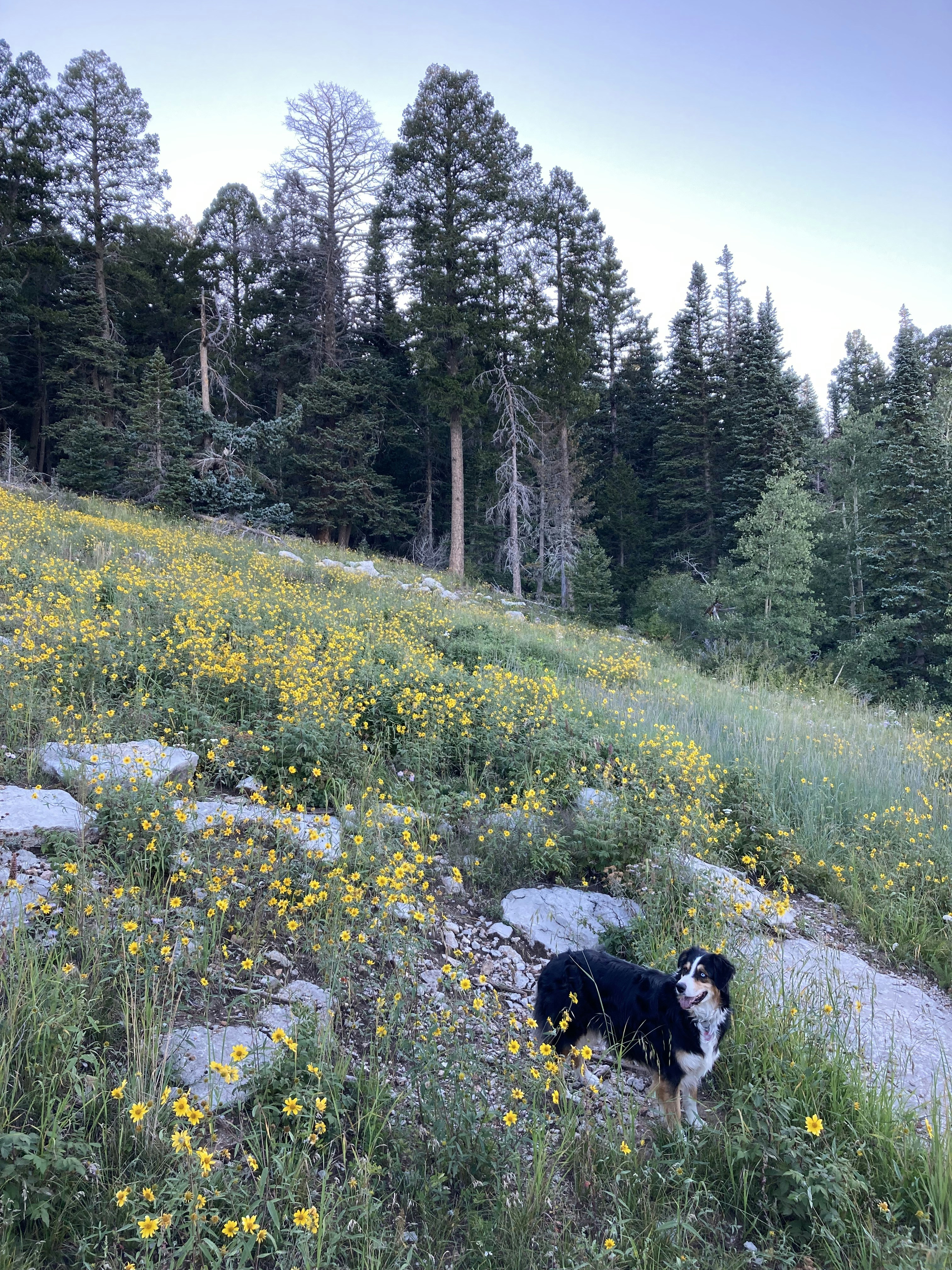 Photo by Delon Newman with Apple iPhone SE