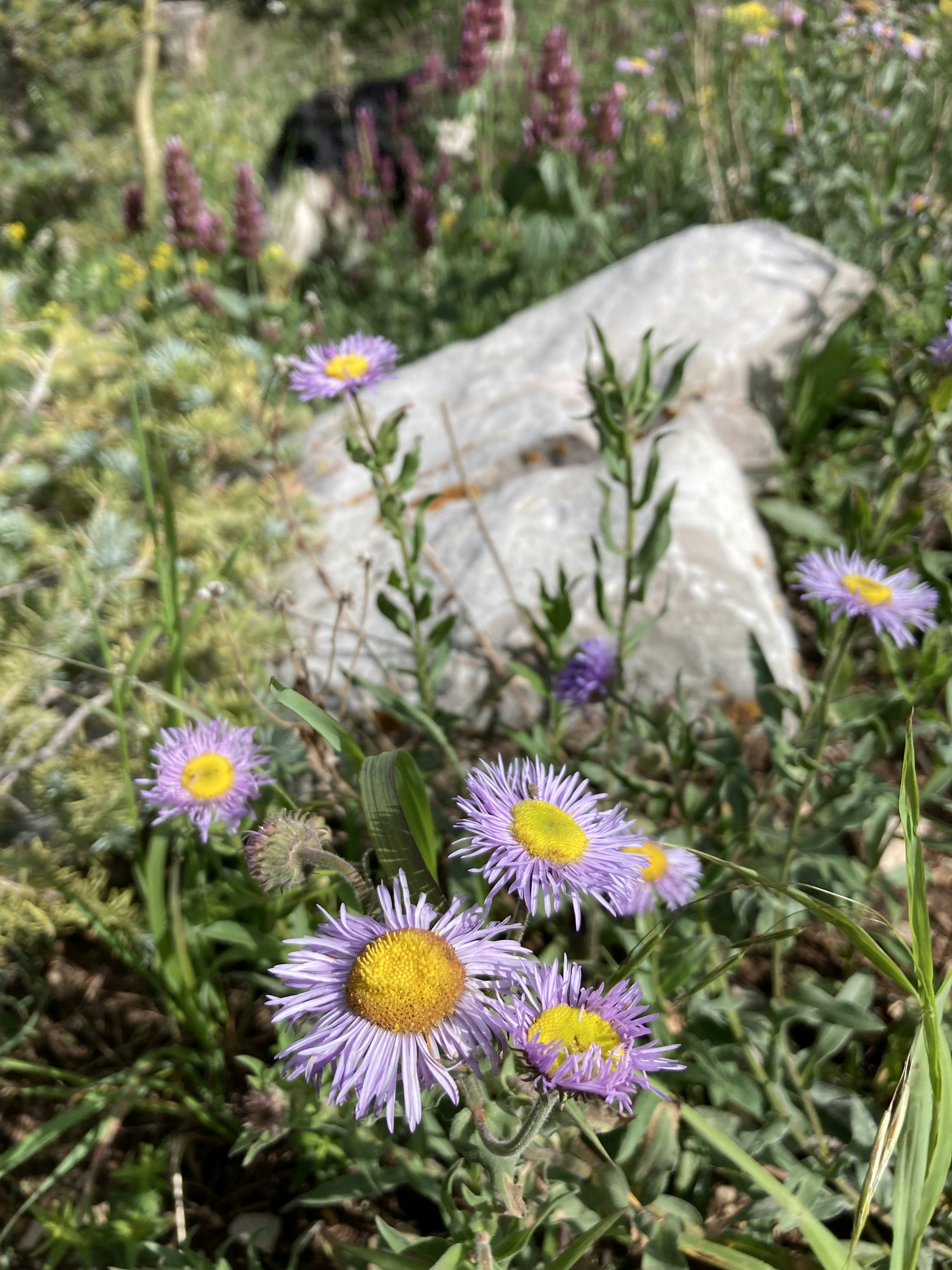 Lavender Daisies Framing a Weathered Rock in a Sunlit Garden