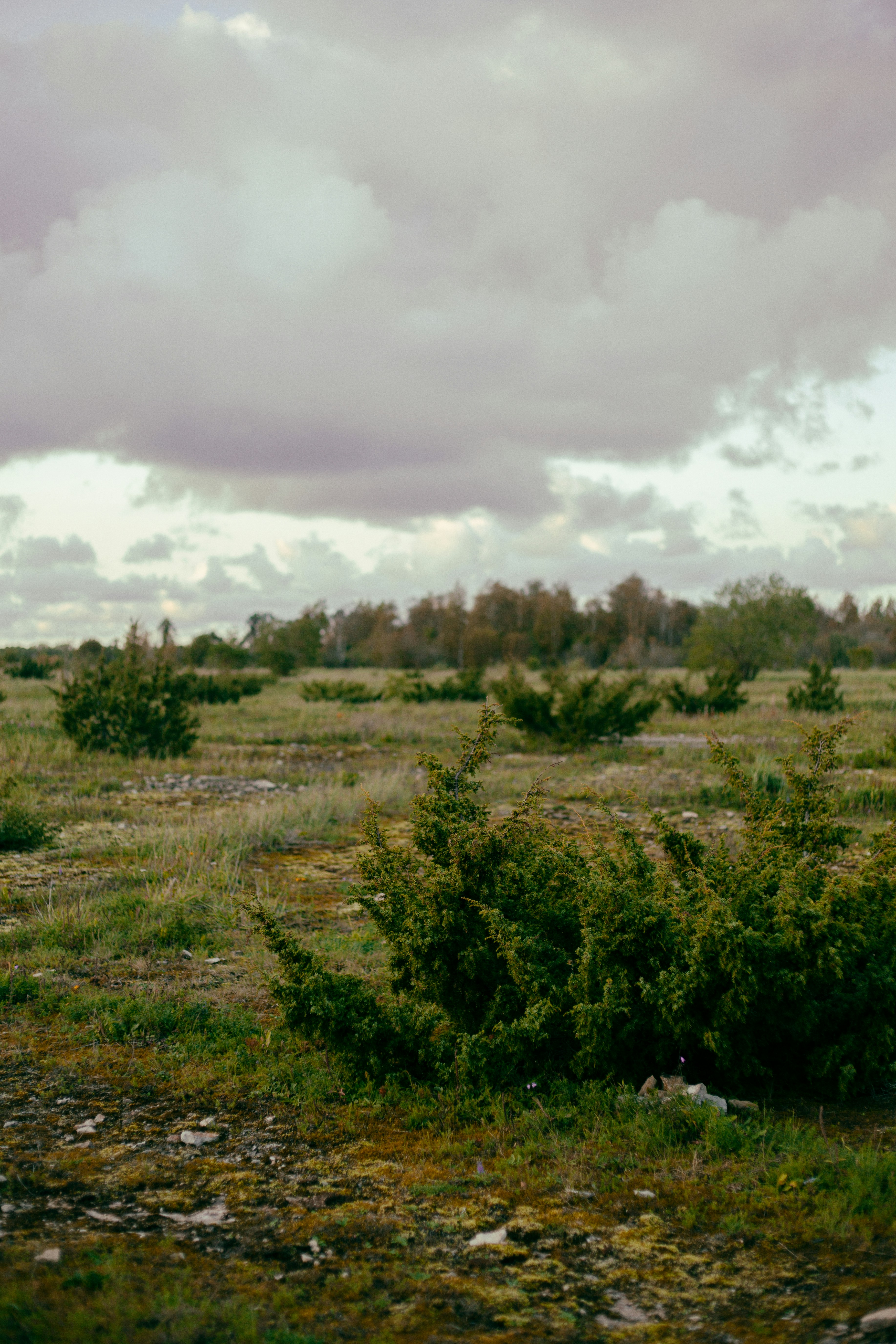 Quiet Prairie Scrub Under a Weathered Sky