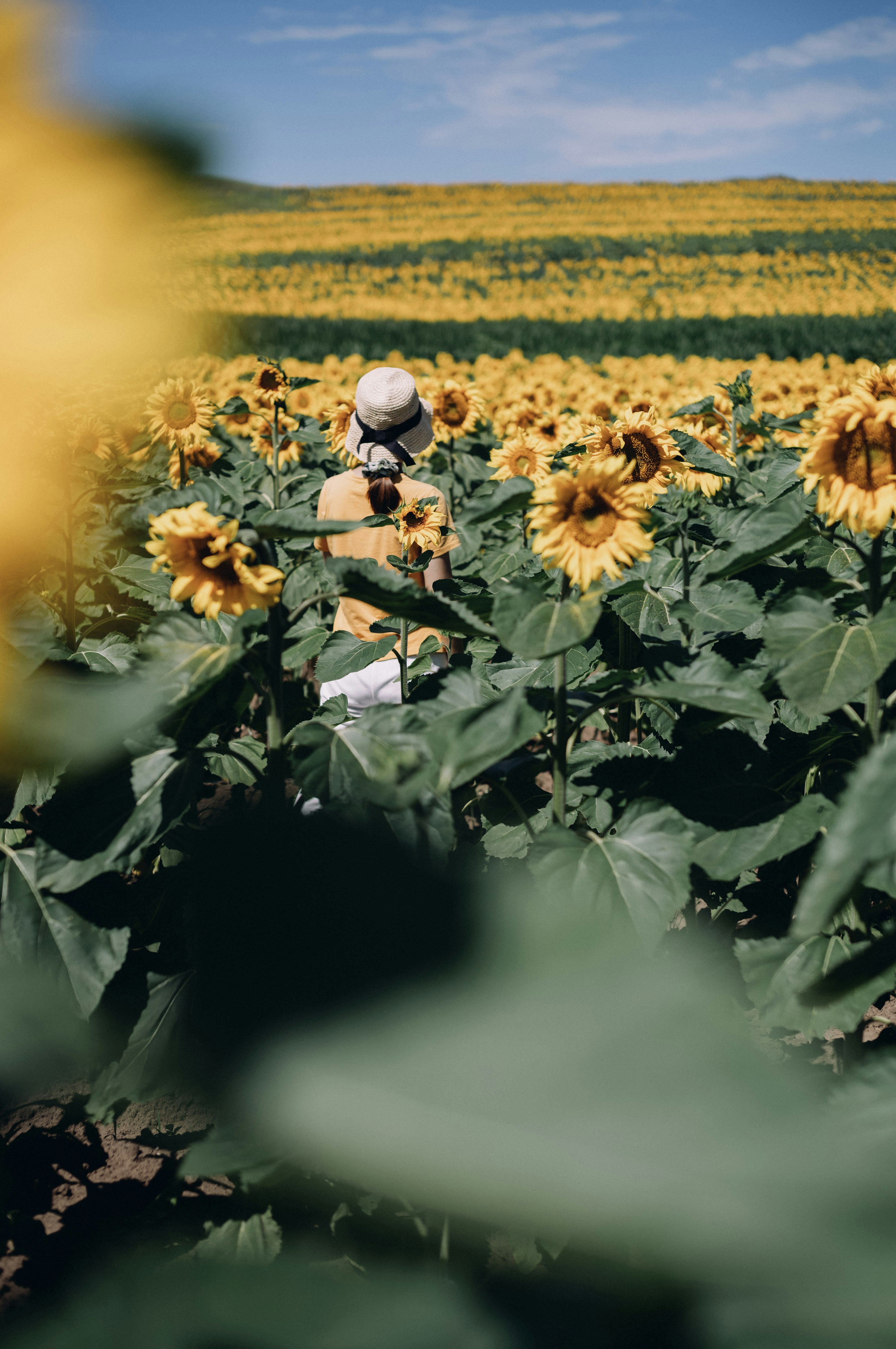 Between Golden Heads: A Woman in White Hat in a Sunflower Sea