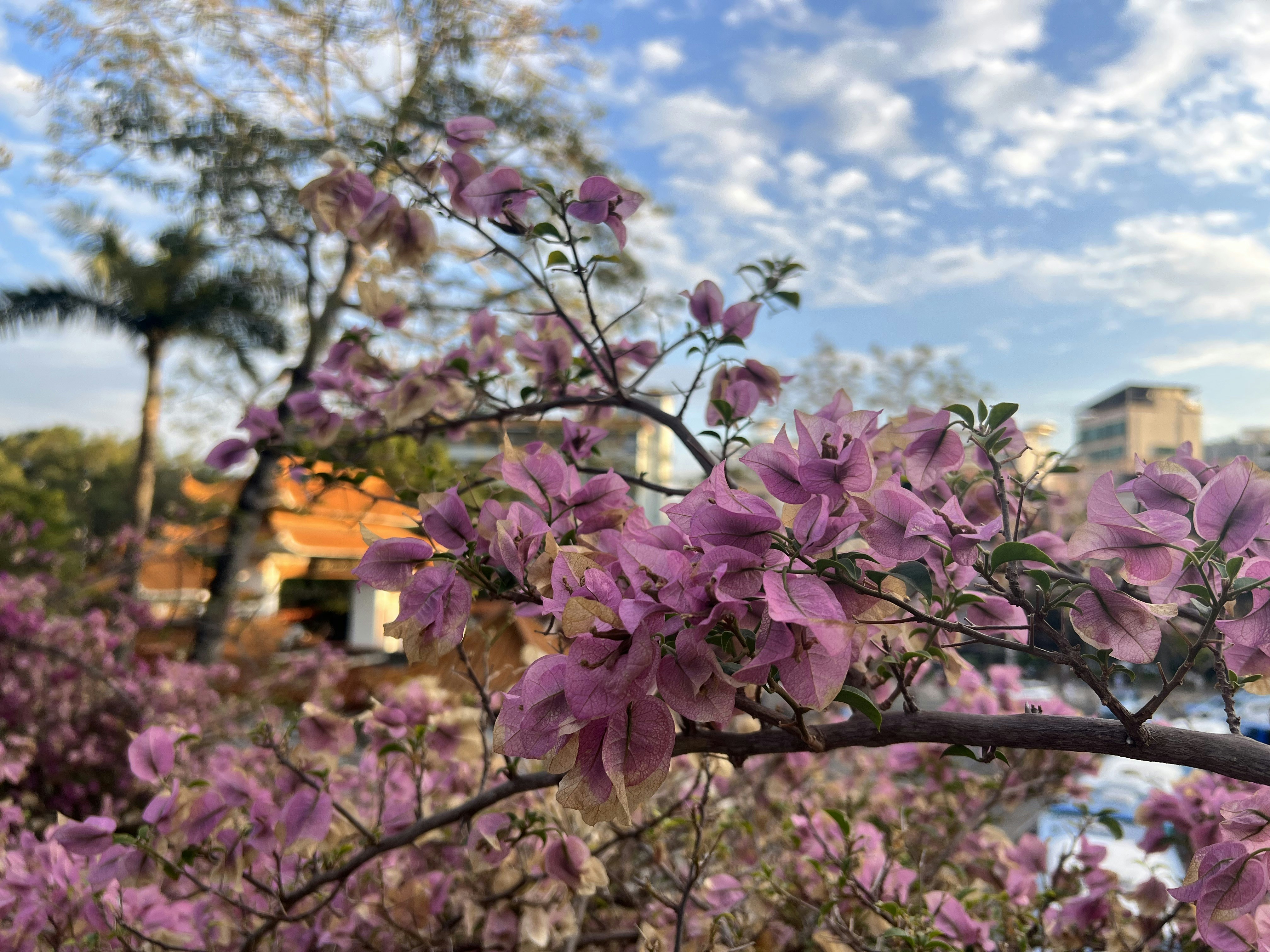 Pink Bougainvillea Framing a Quiet Suburban Afternoon