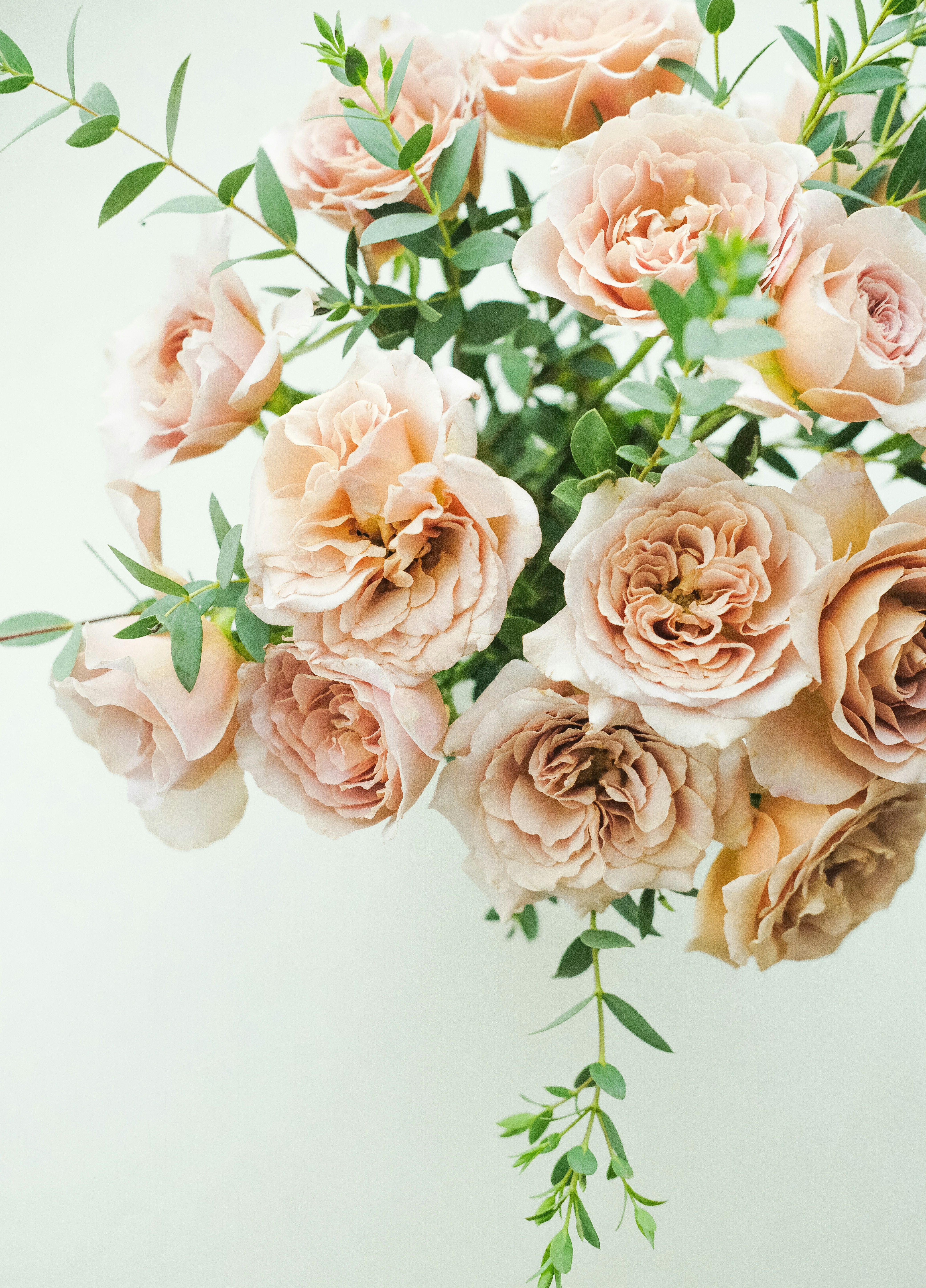 Wallpaper Rose Pictures | Download Free Images on Unsplash