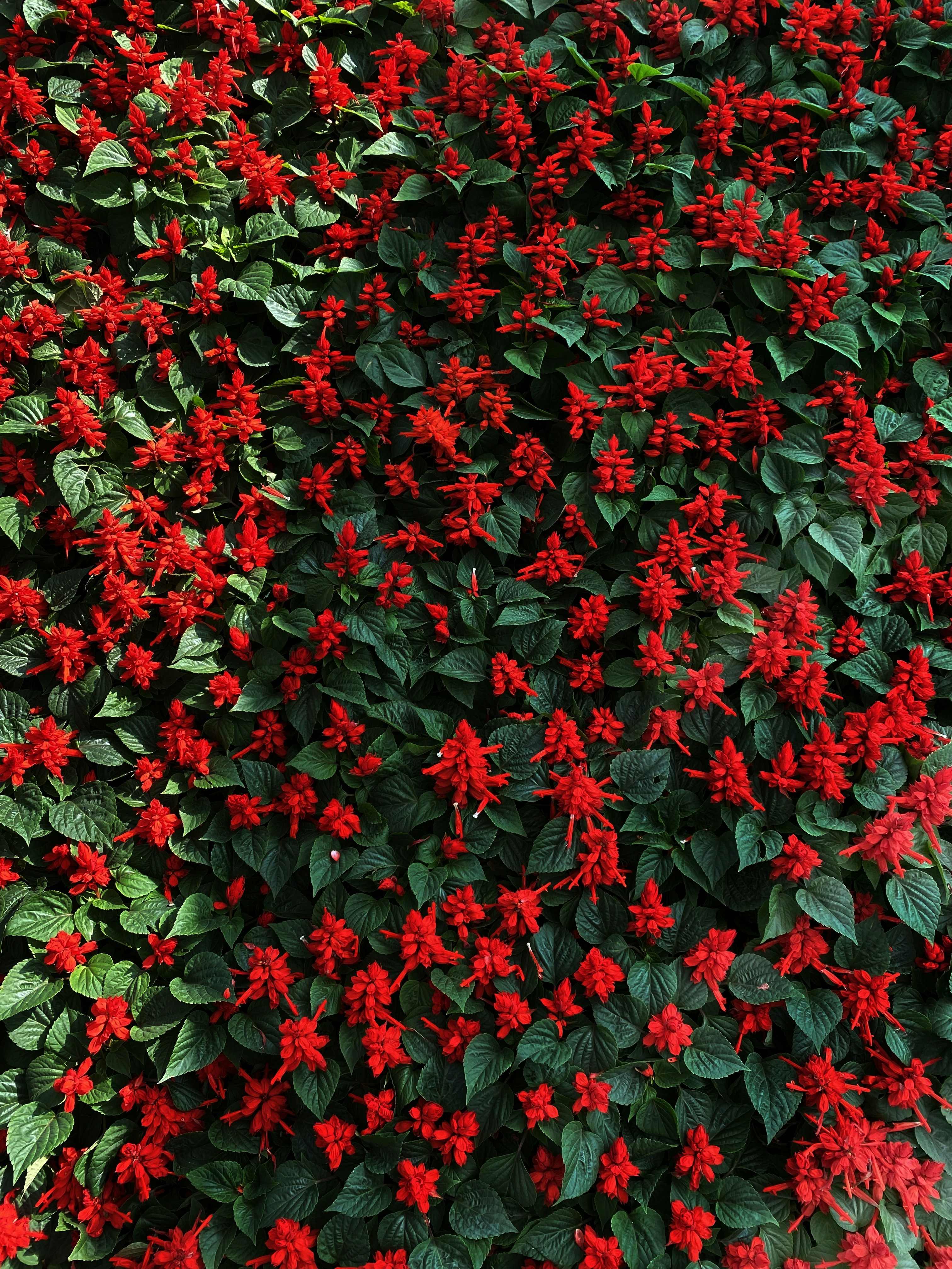 Scarlet Salvia Spires: a dense tapestry of red blooms among emerald leaves
