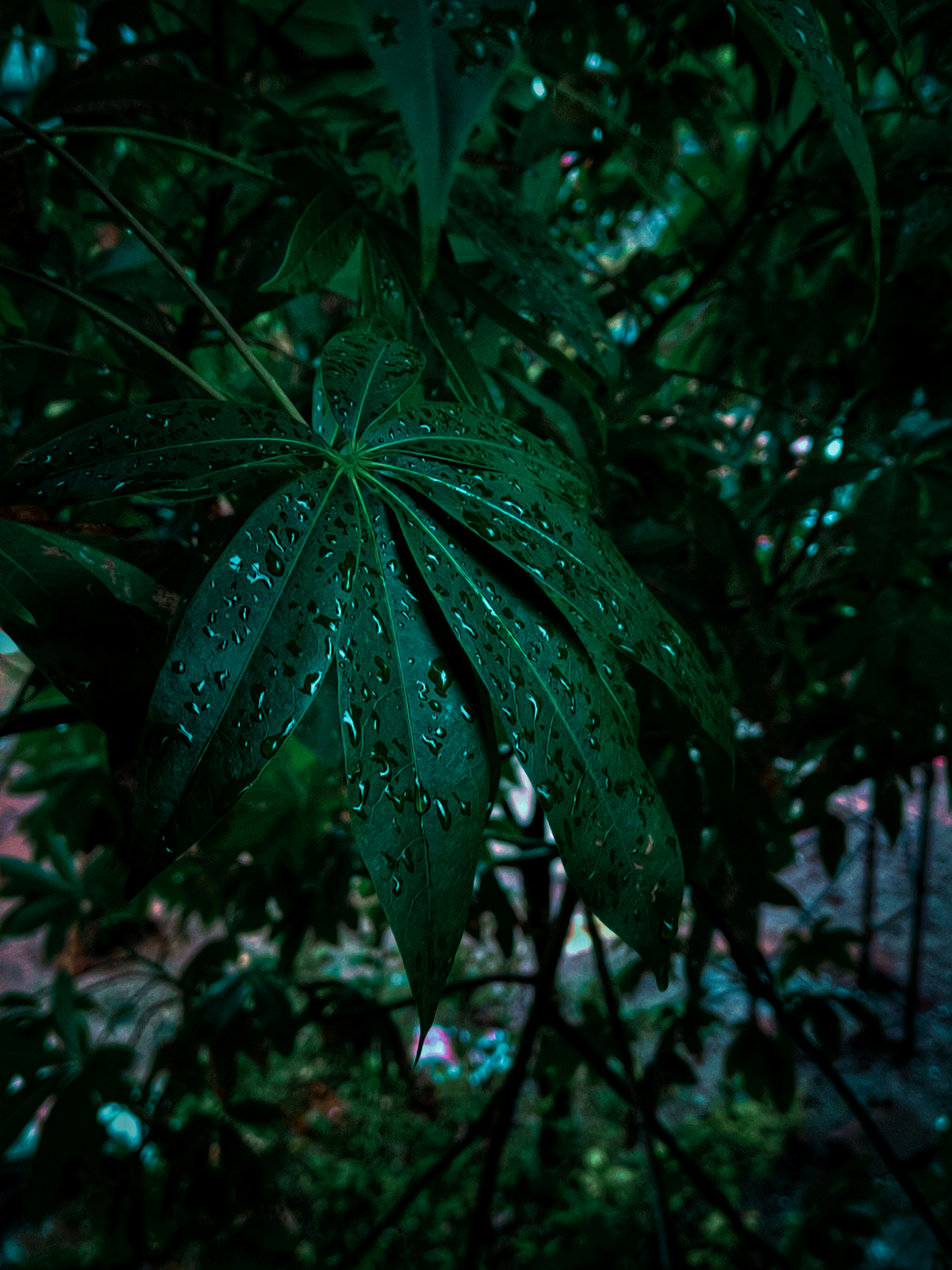 Photo by Ch. AMATUL HASIN with Realme 8 Pro