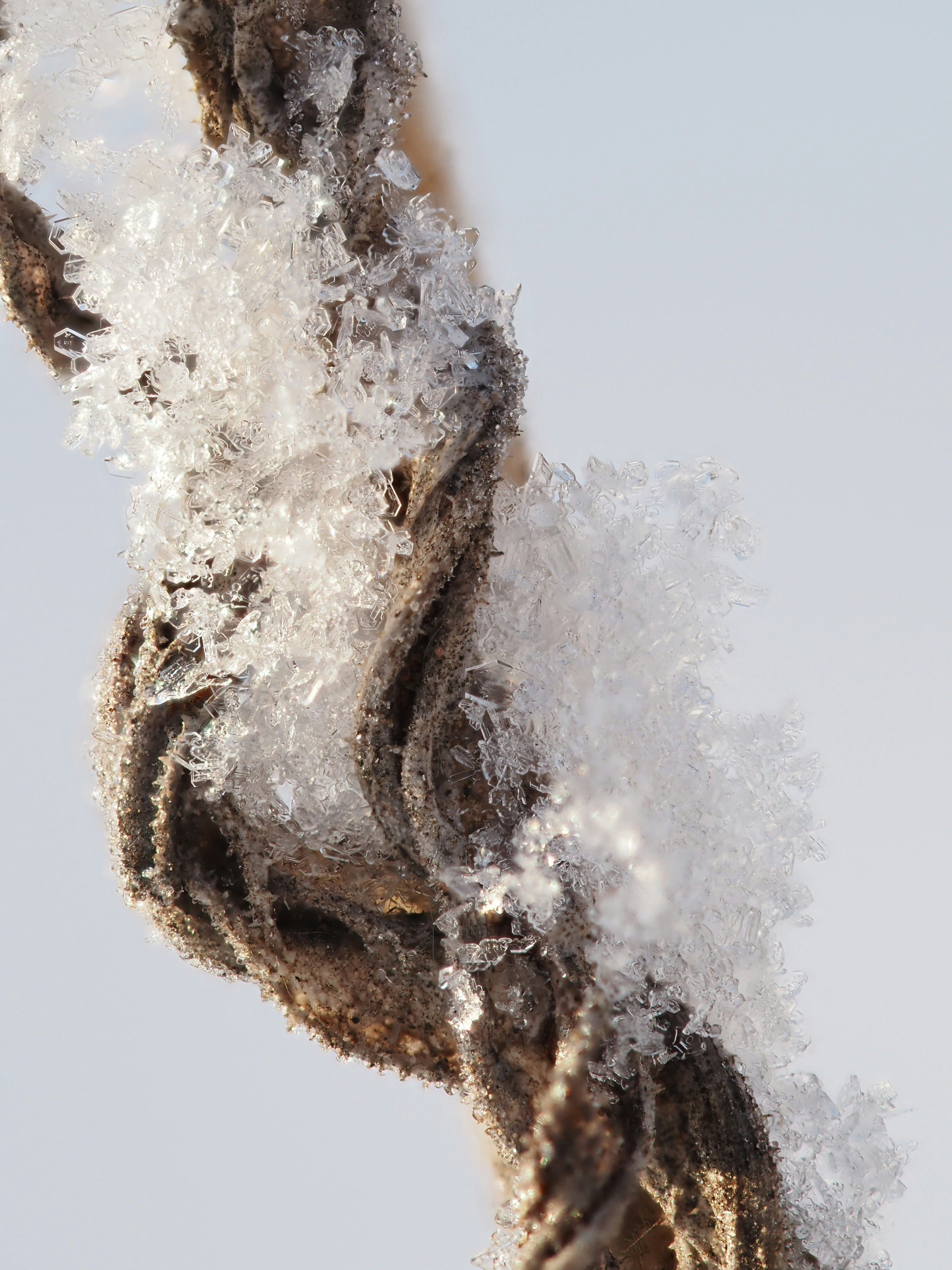 Icebound Helix: frost-adorned stem in winter light