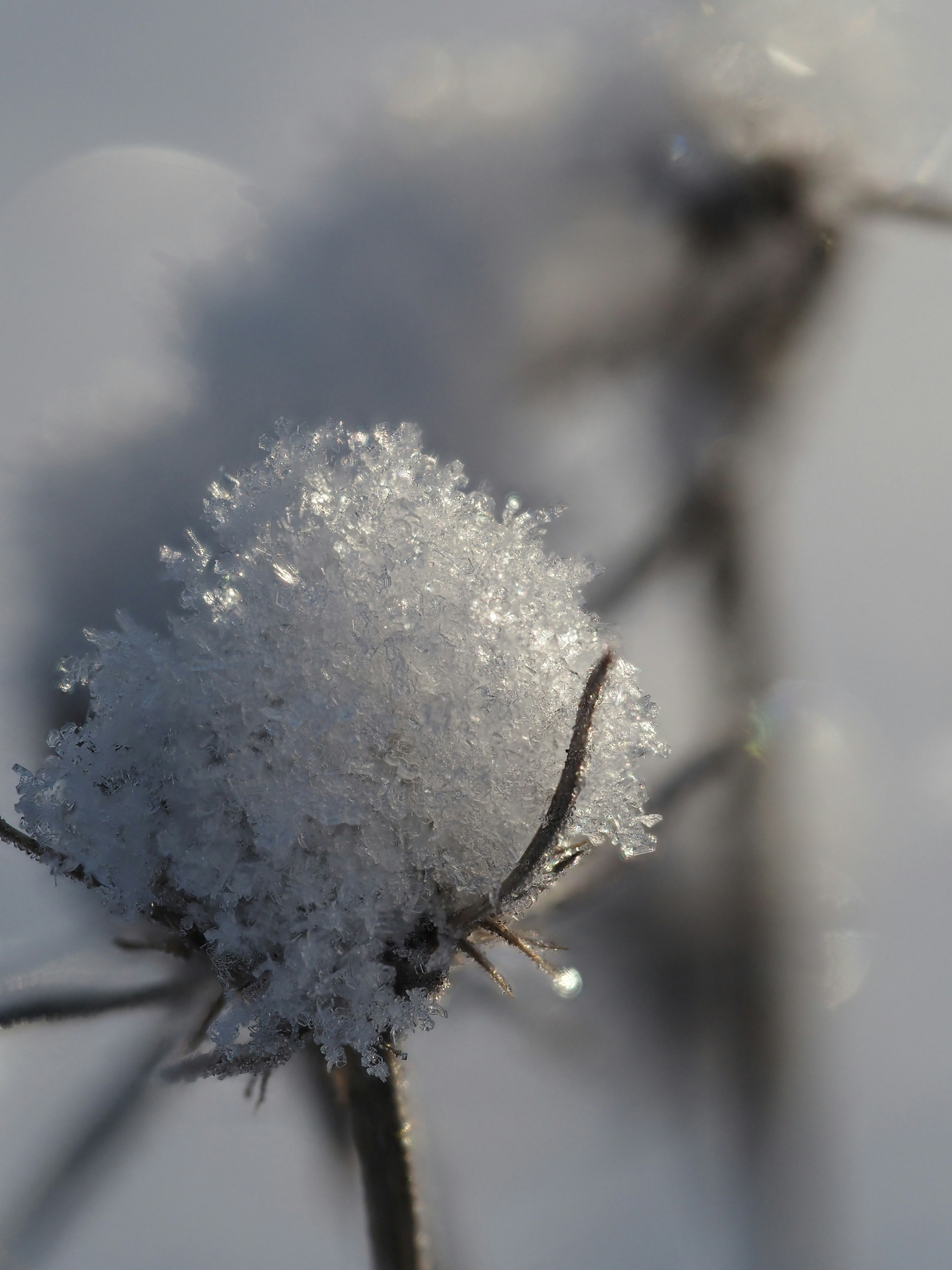 A close up of a plant with snow on it photo – Free Grey Image on Unsplash