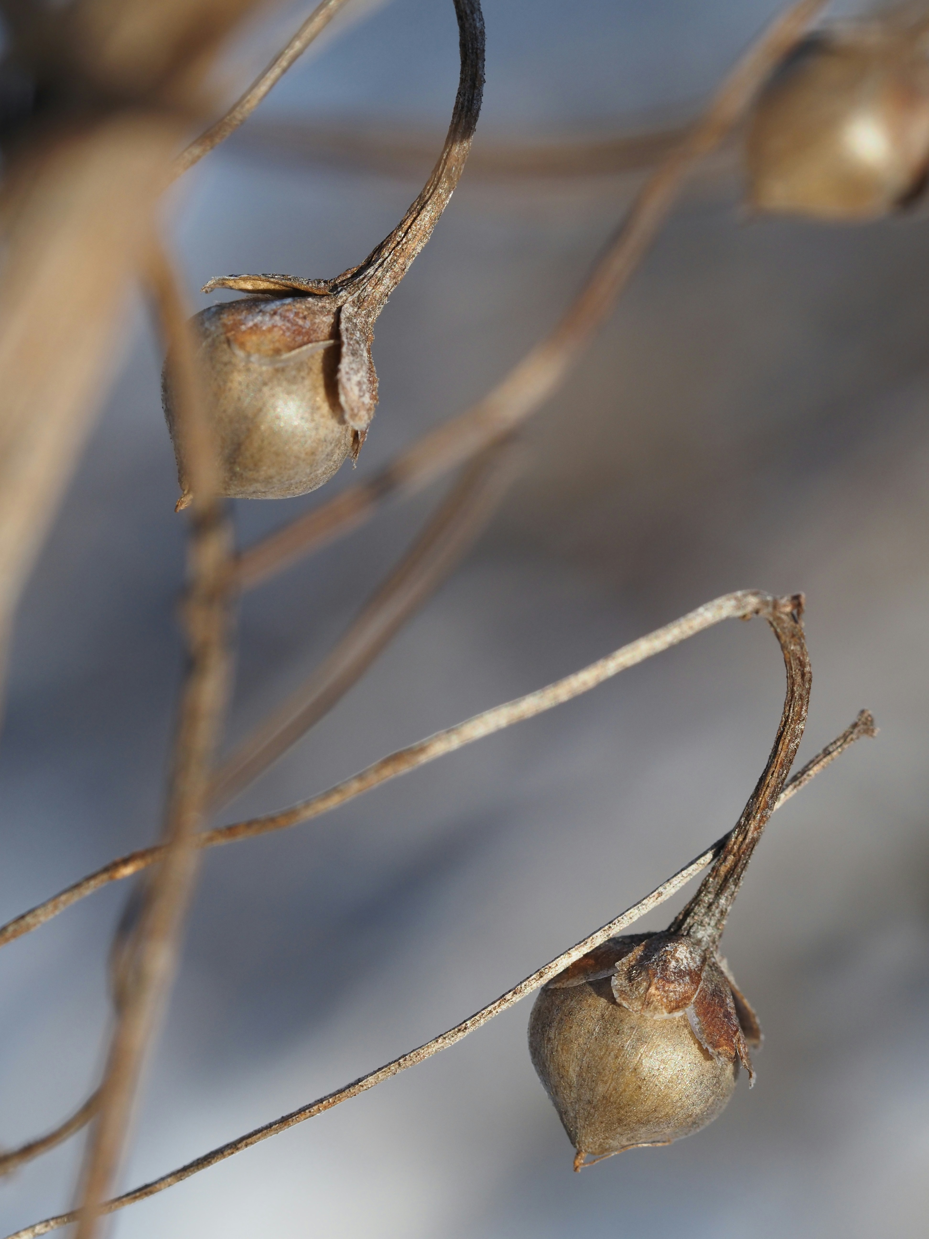 Amber Spheres on withered stems in a soft winter glow