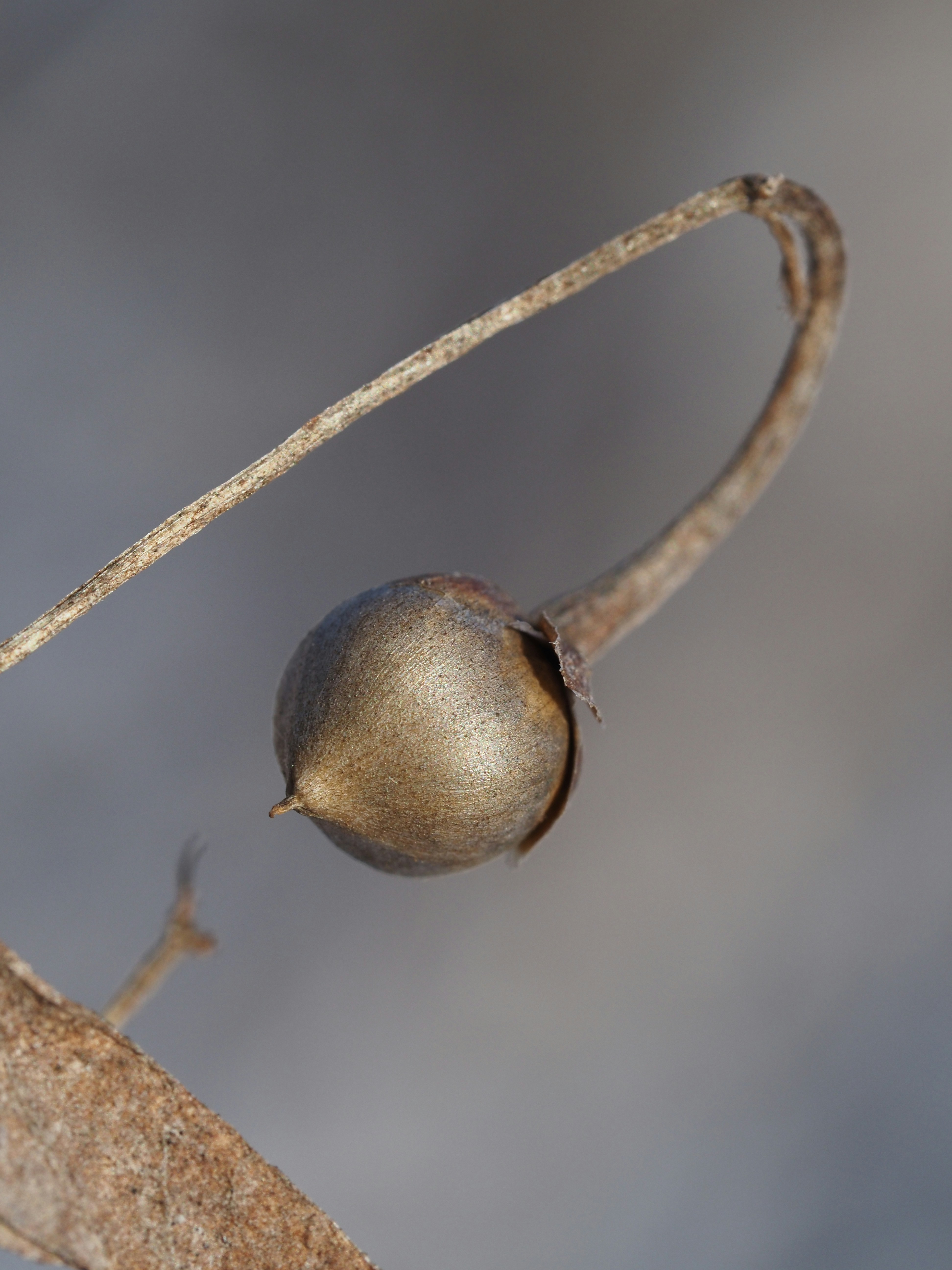 Curled Twig and Seed Orb: a Macro Portrait of Stillness