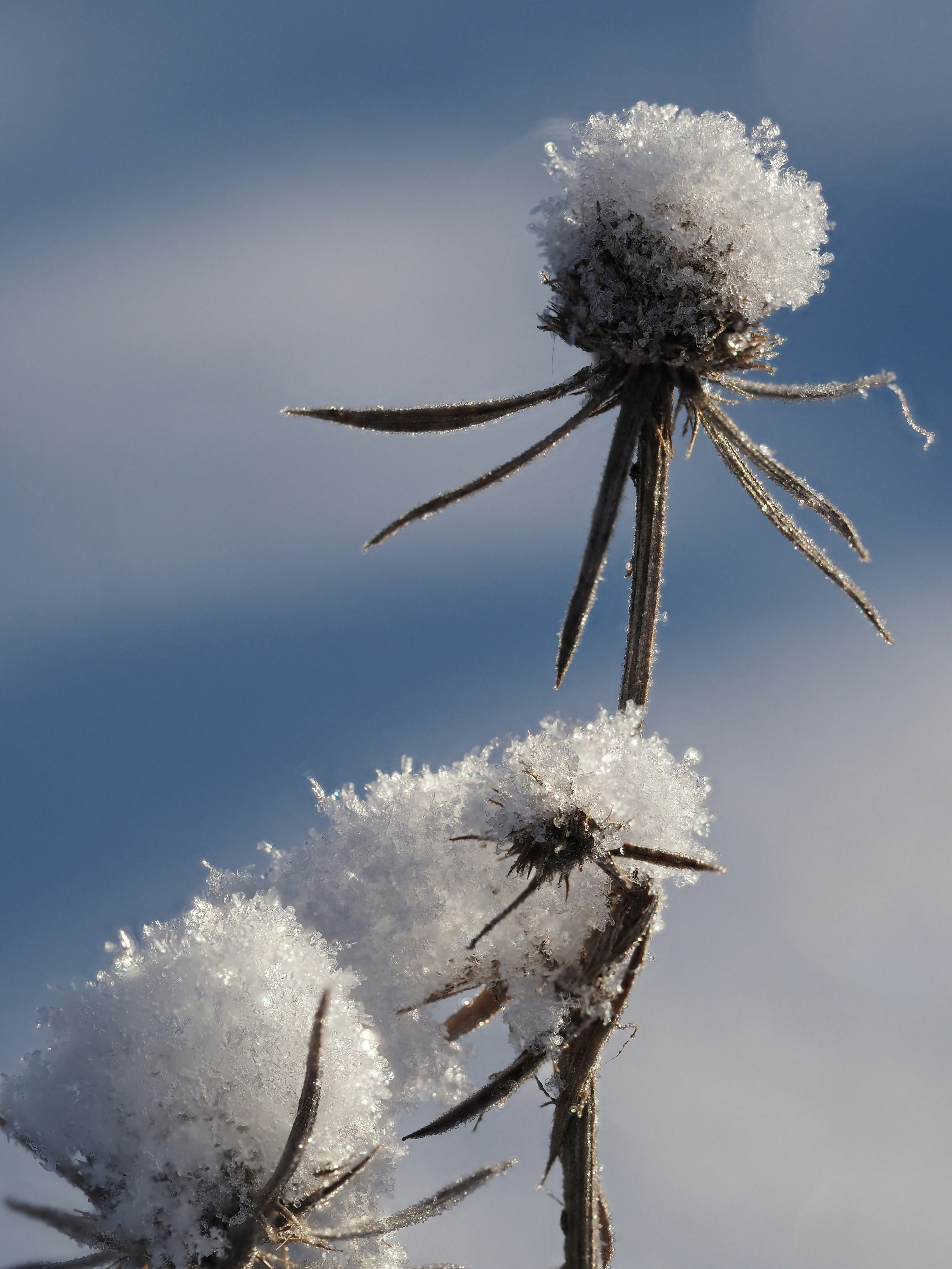 A plant covered in snow against a blue sky photo – Free Plant Image on ...
