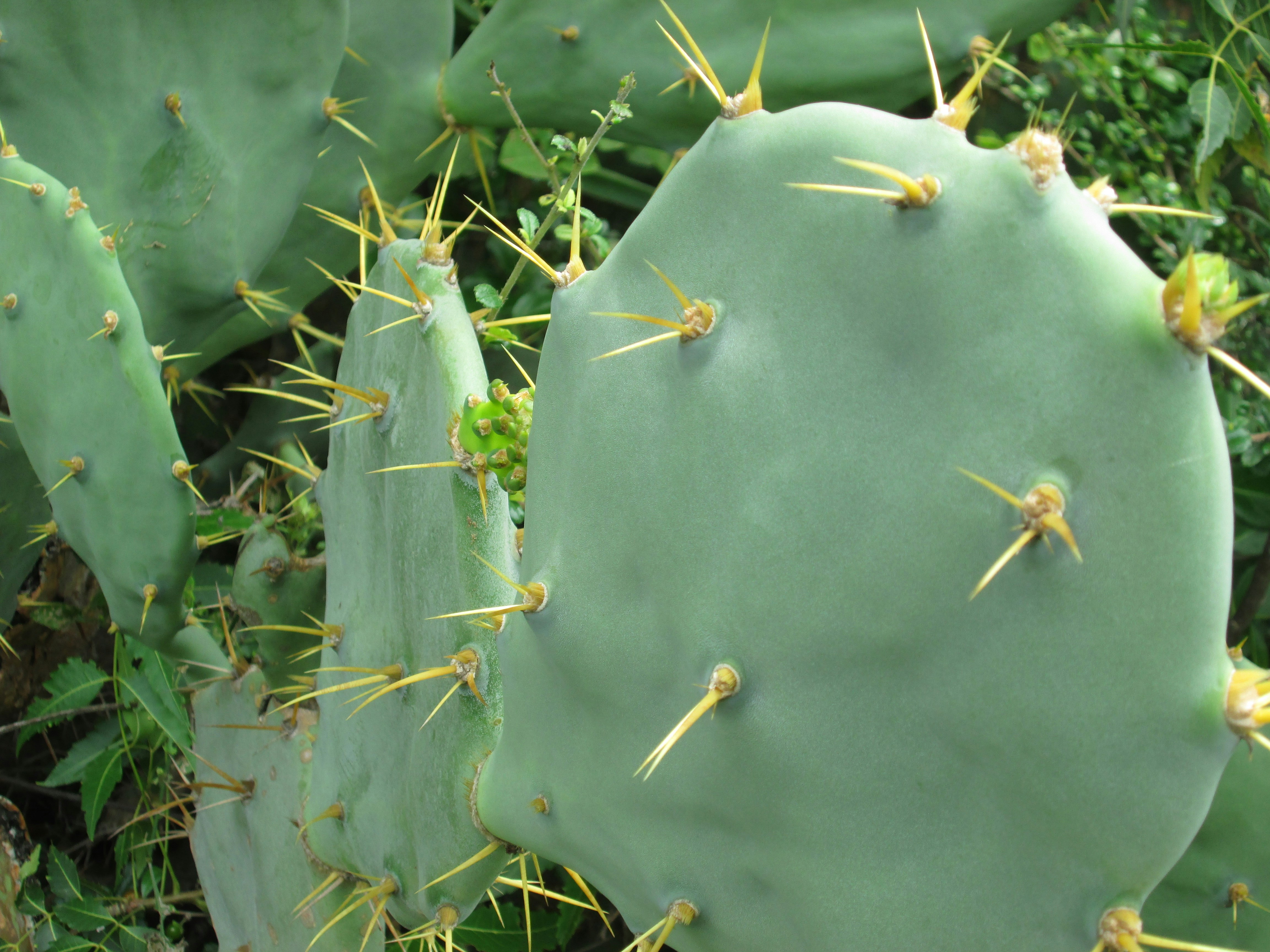 Close-up photograph of blue-green prickly pear cactus pads with long spines, emphasizing their geometric shapes and textured surfaces.