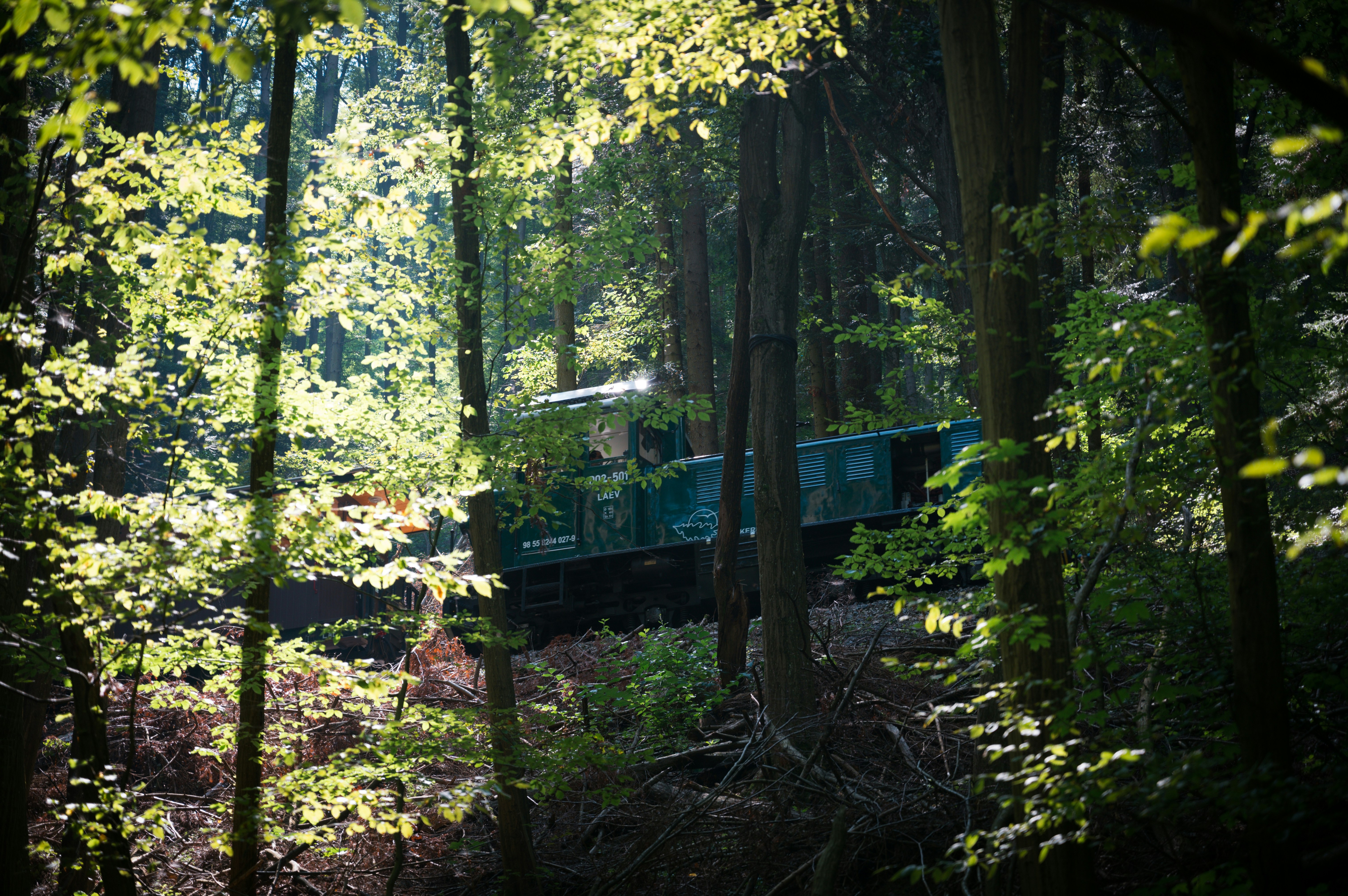 Hidden Freight Car in a Sun-Dappled Forest