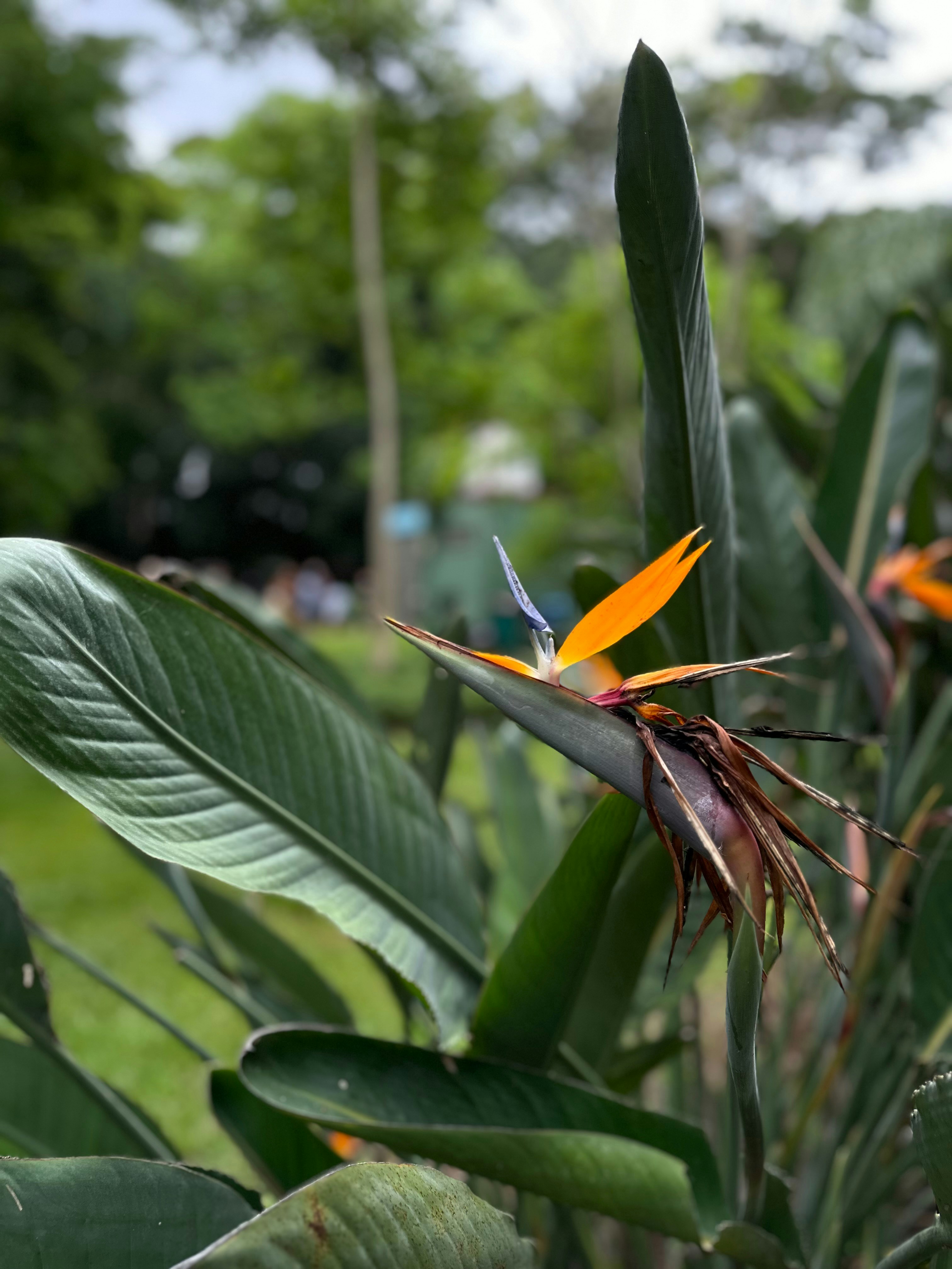 Bird of Paradise Bloom in Focus: Vivid Orange Amid a Gentle Garden Blur