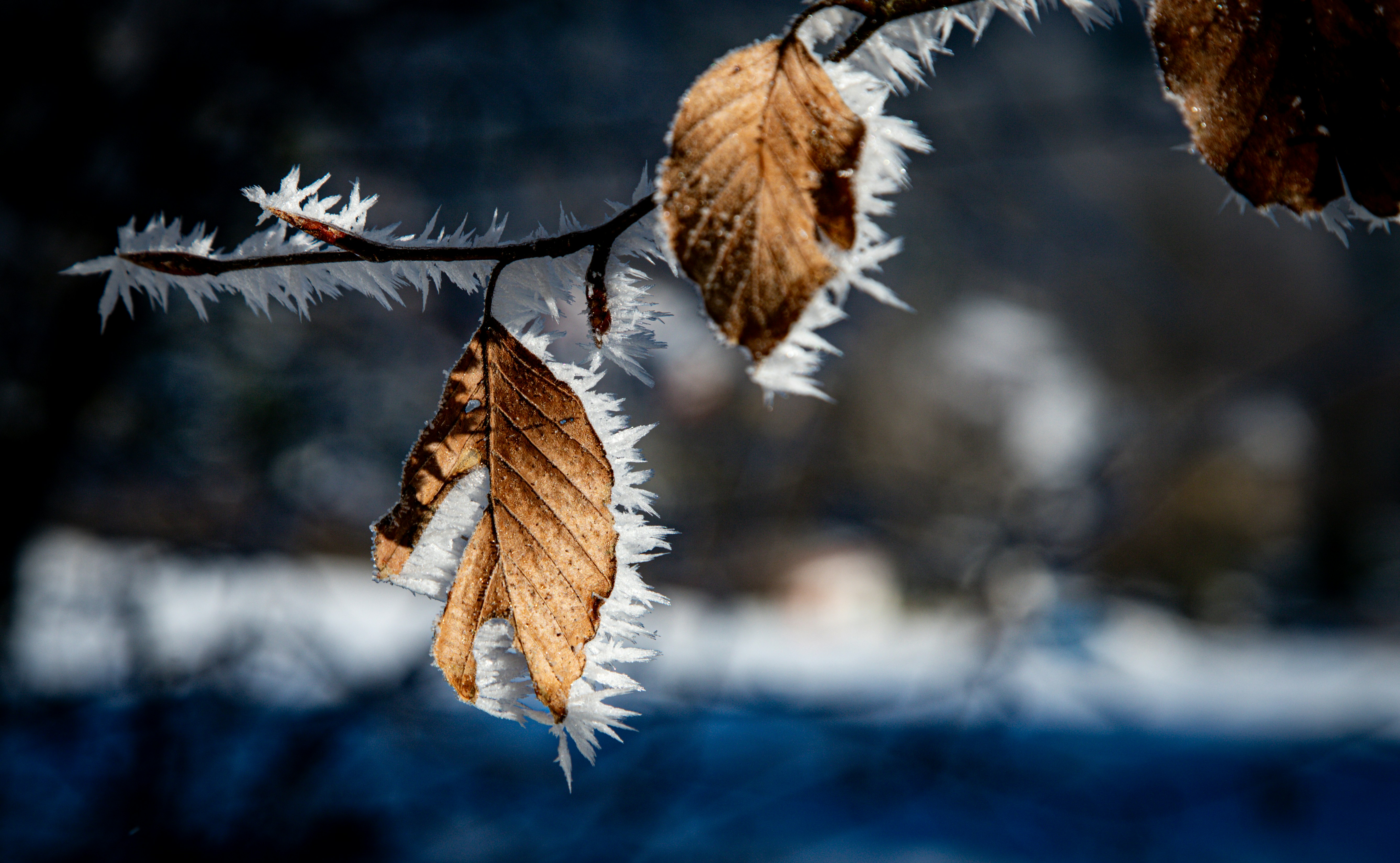 A branch of a tree with frost on it photo – Free Bergstraße Image on ...