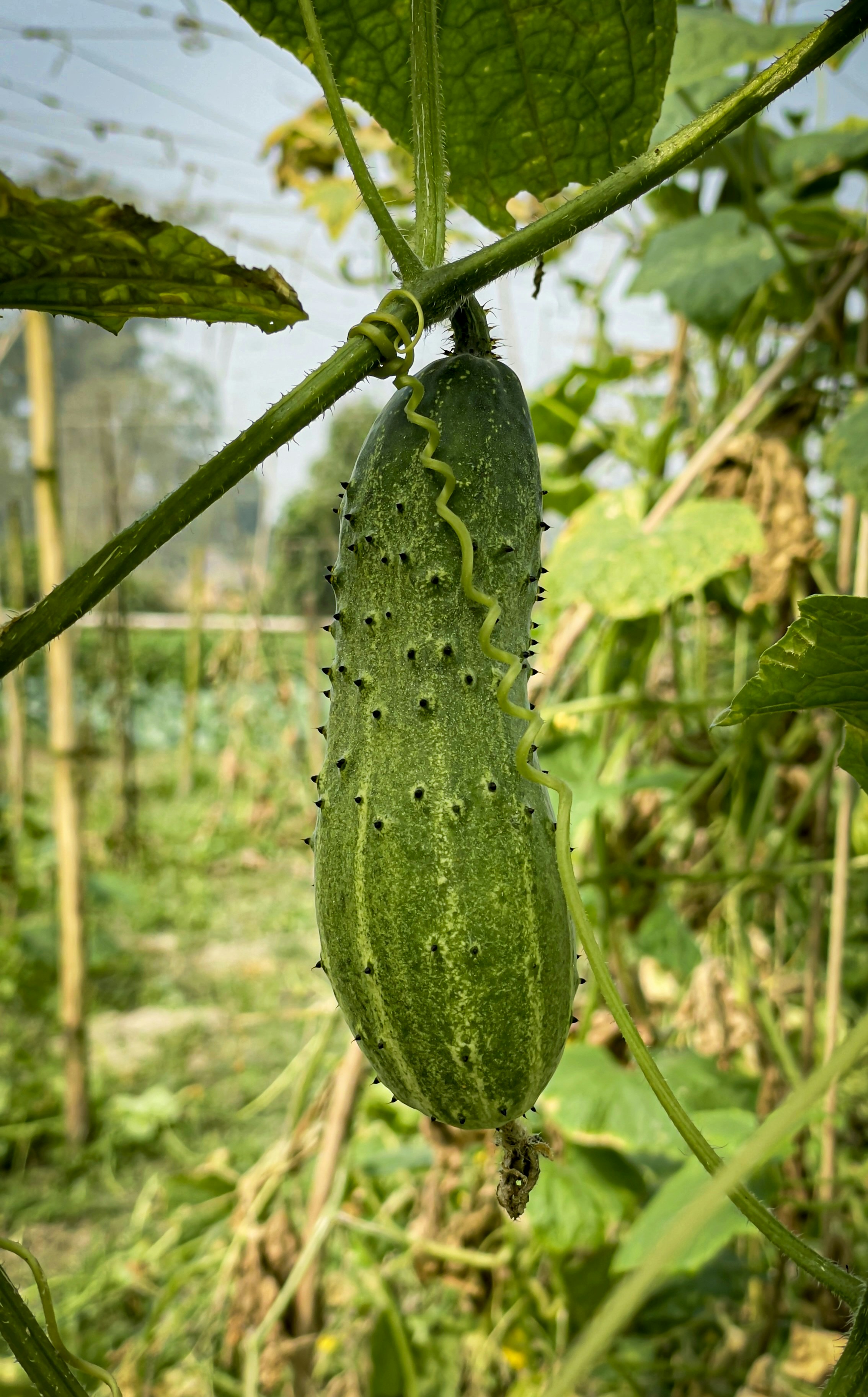 Curved Sprout: A Cucumber in the Spotlight of a Sunny Garden