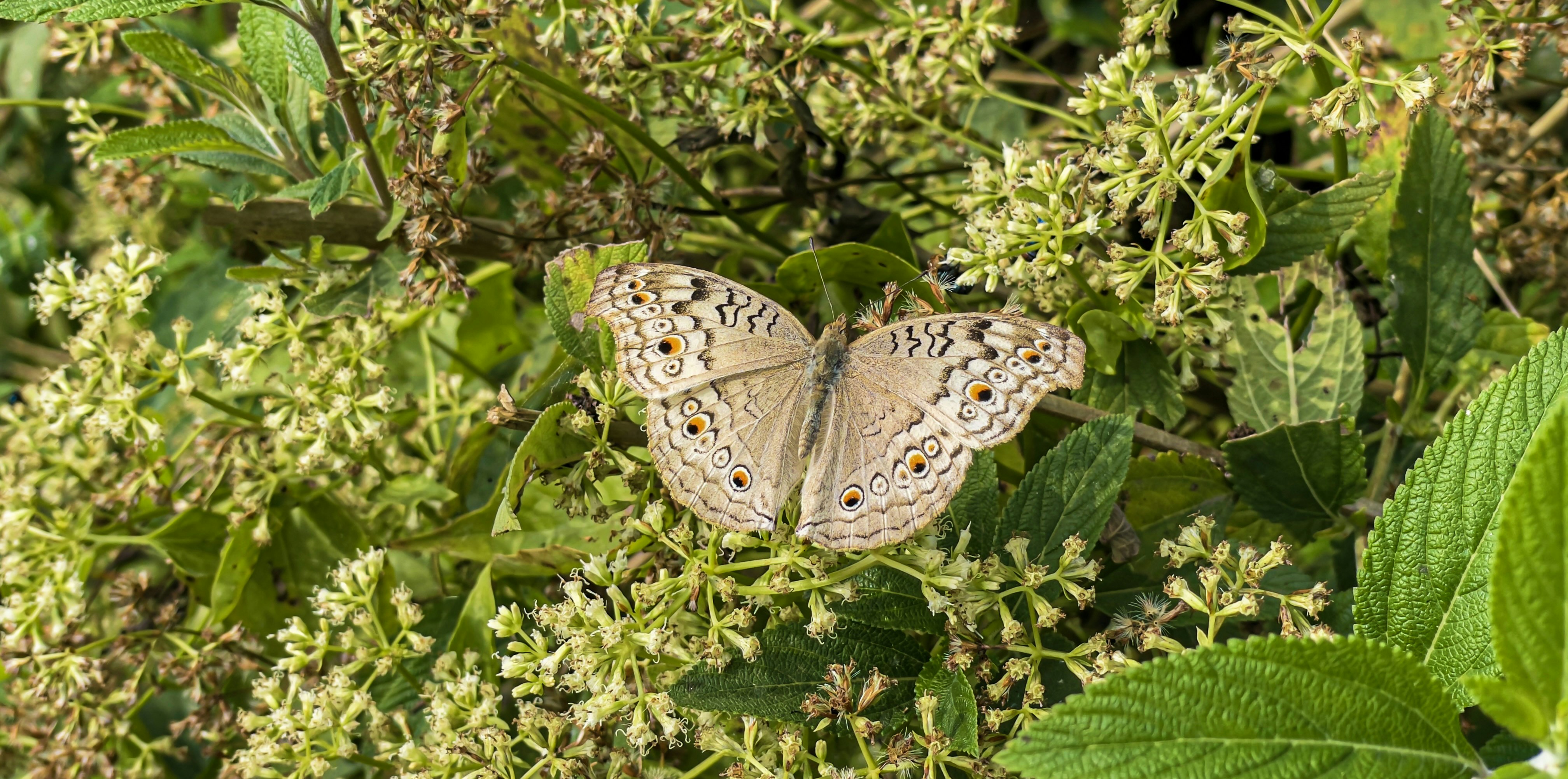 a butterfly sitting on top of a green plant
