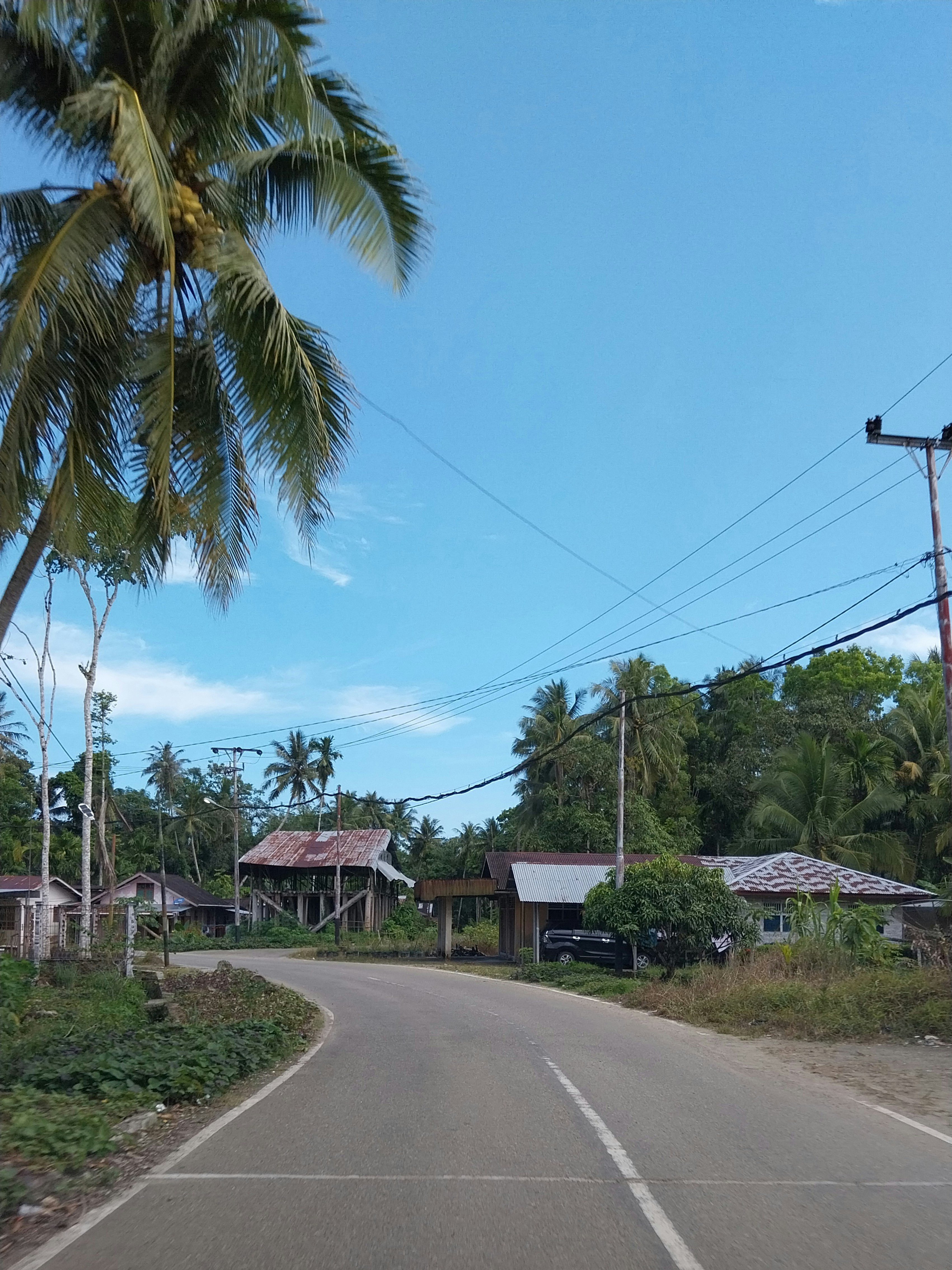 Curved road lined with palm trees leads to rustic homes under a bright blue sky.