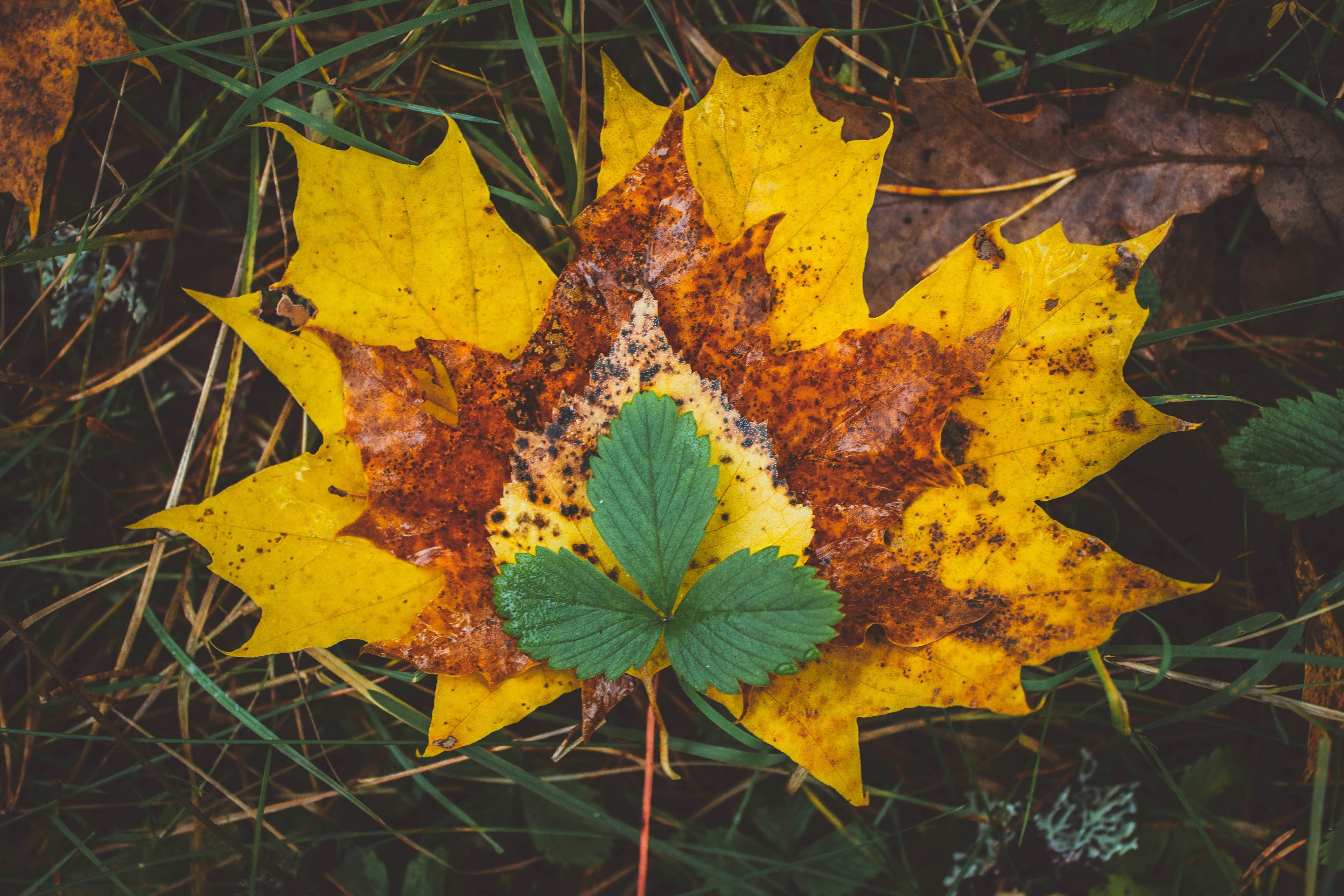 Emerald Three-Lobed Leaf Nestled on a Golden Maple Leaf