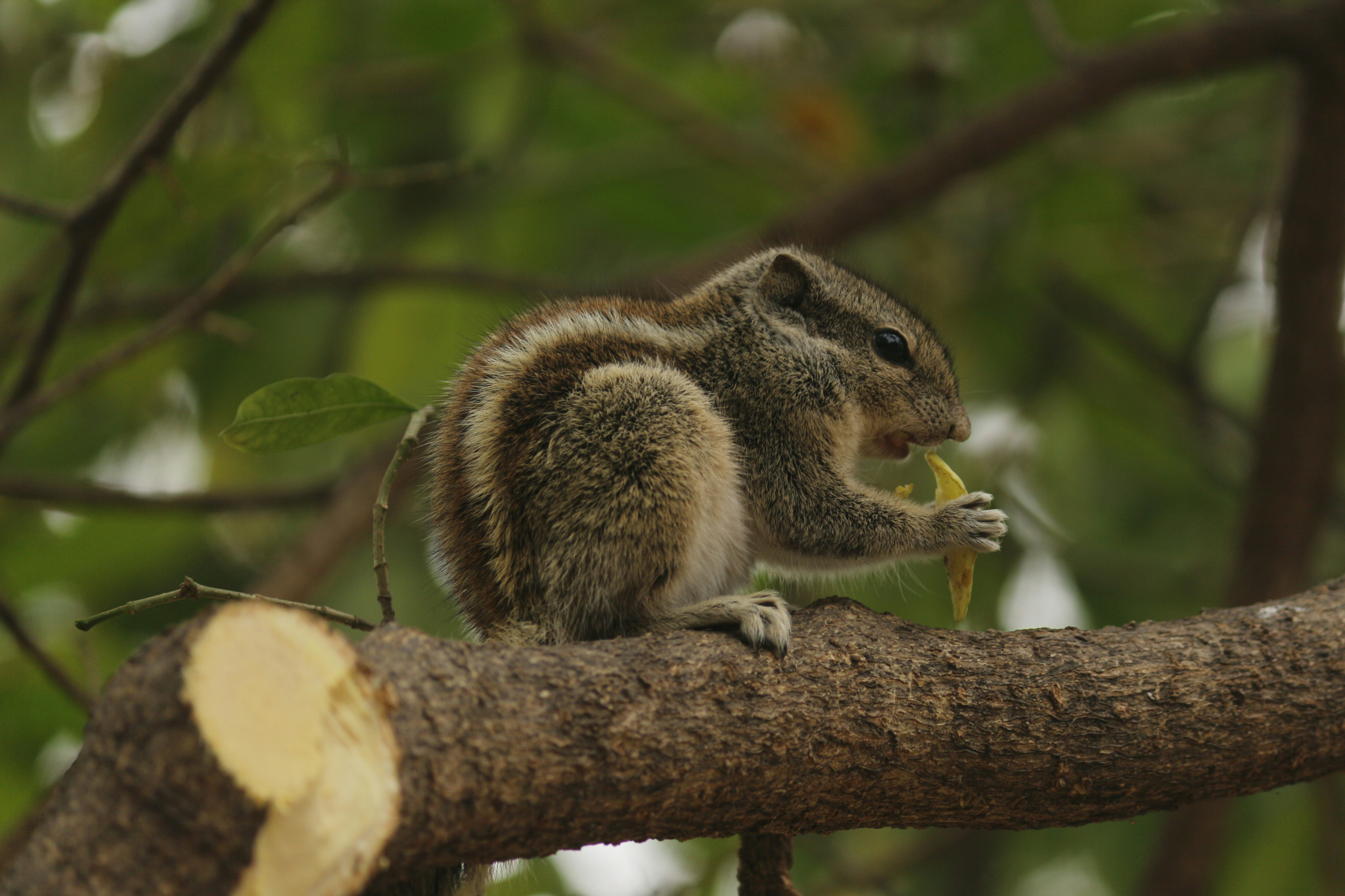 Leaf-Nibble Pause: Squirrel on a Weathered Branch