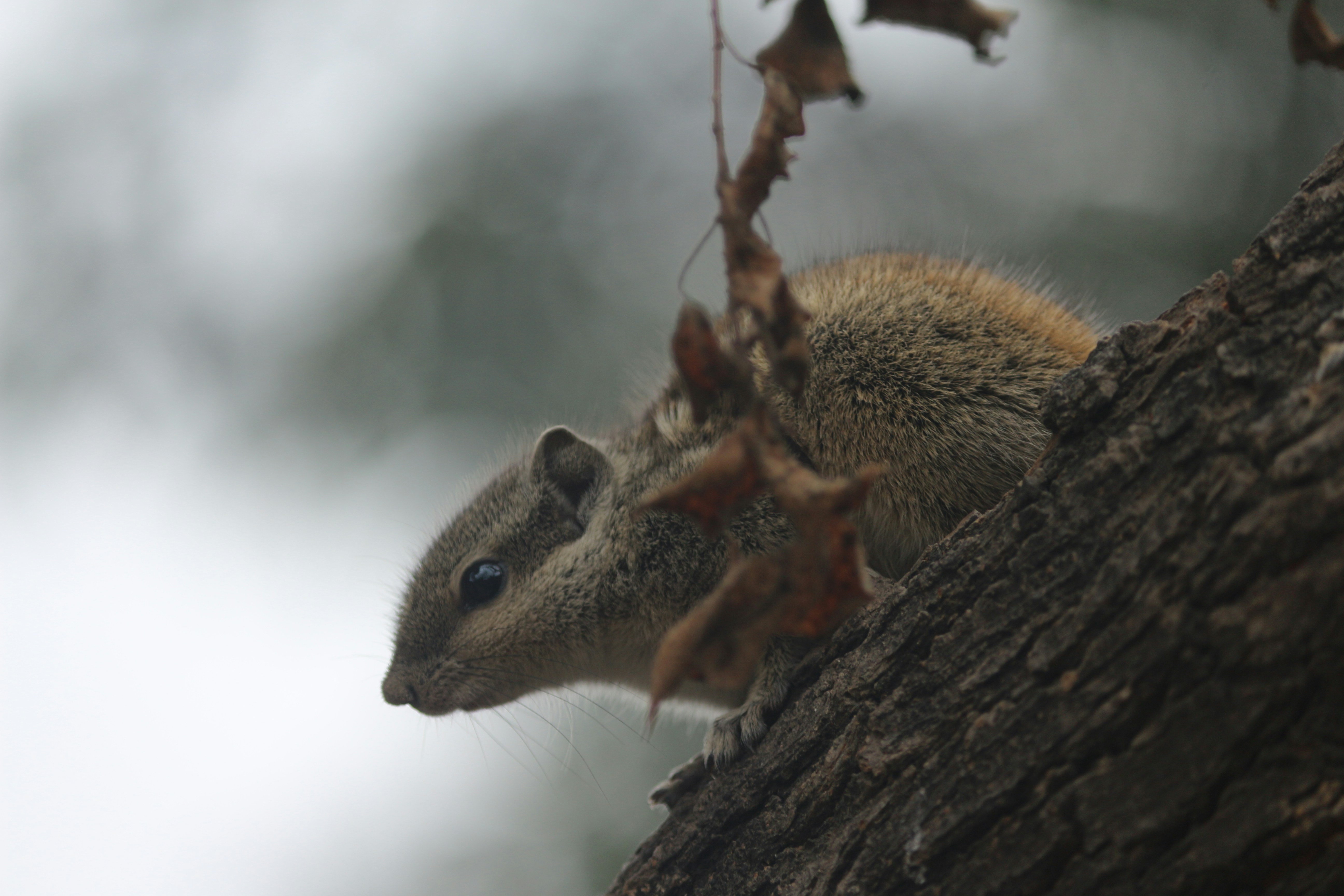 Photo by Ankit Anand with Canon EOS 700D