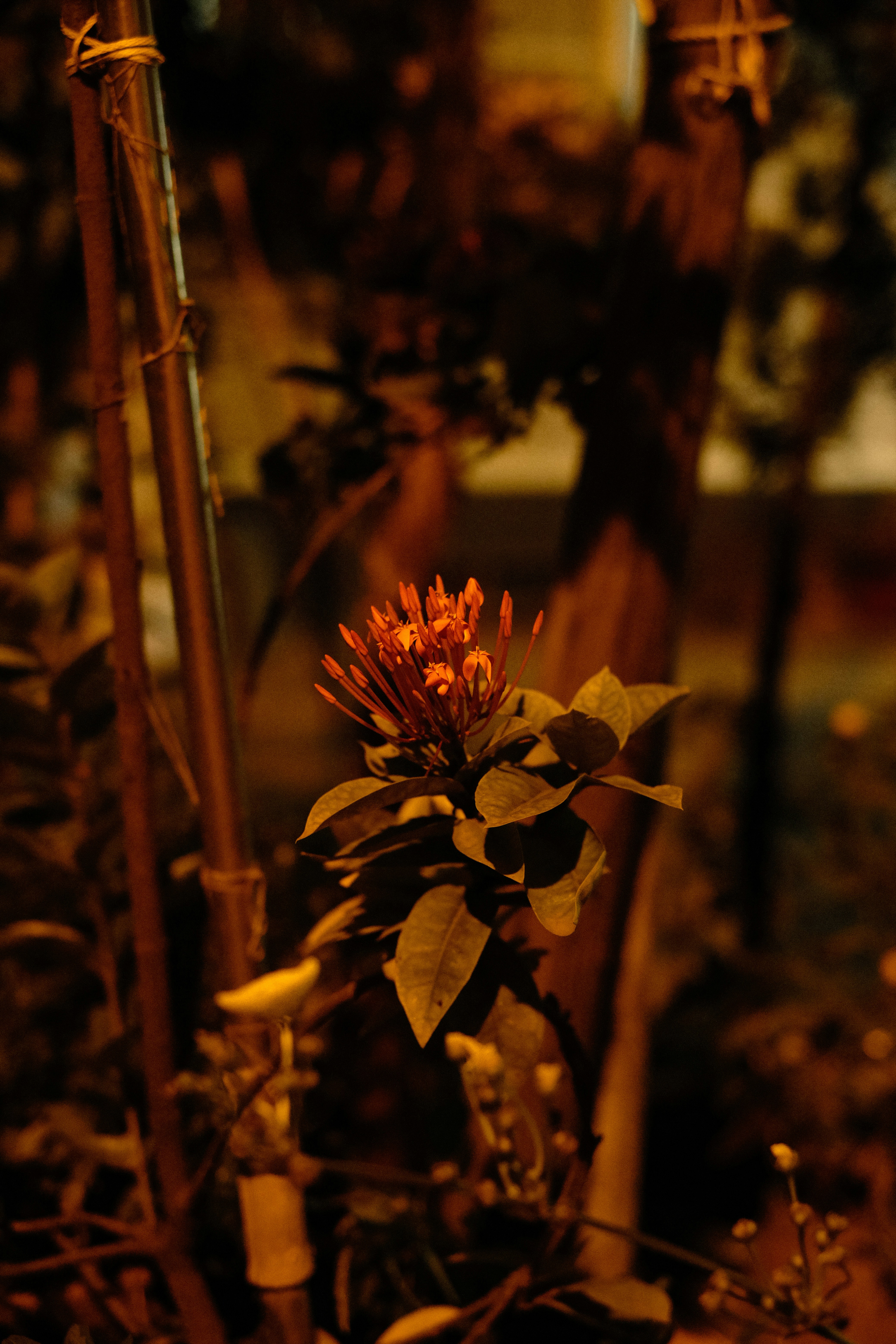 Ember Blossom in Streetlight Glow