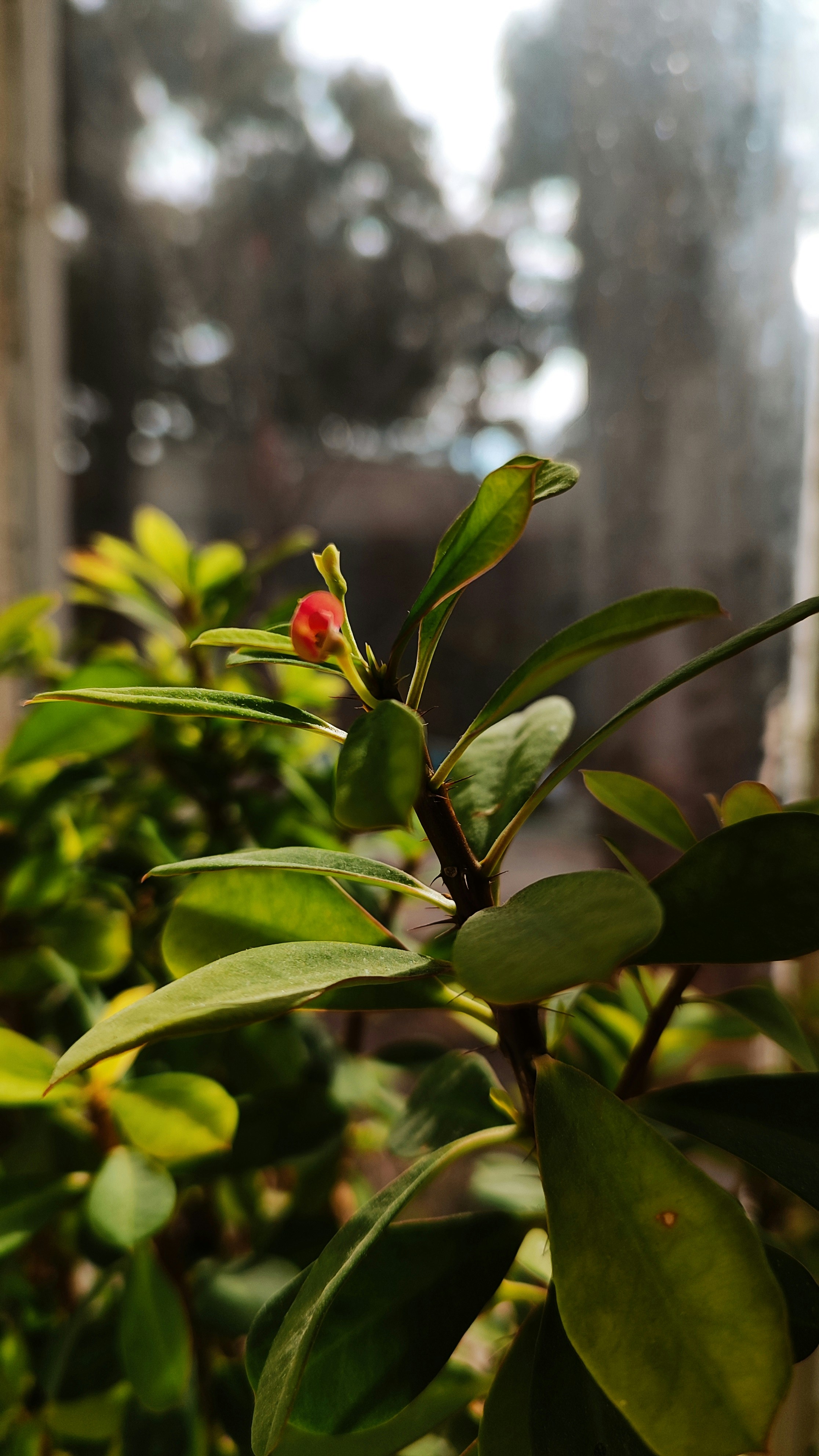 A small red flower on a green plant photo – Free Fllowers Image on Unsplash
