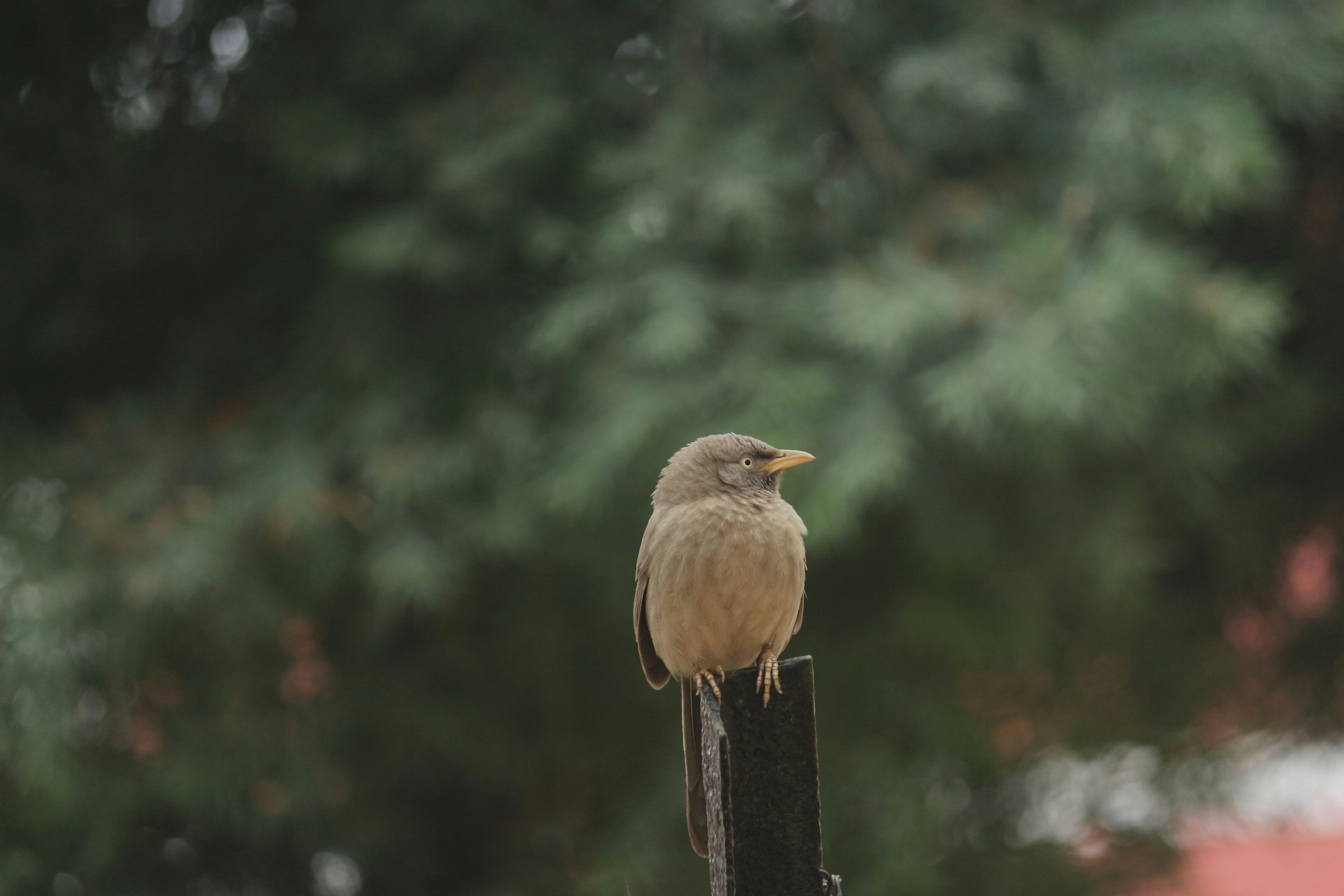 Perch at the Edge of Silence: A Brown Warbler on a Weathered Post
