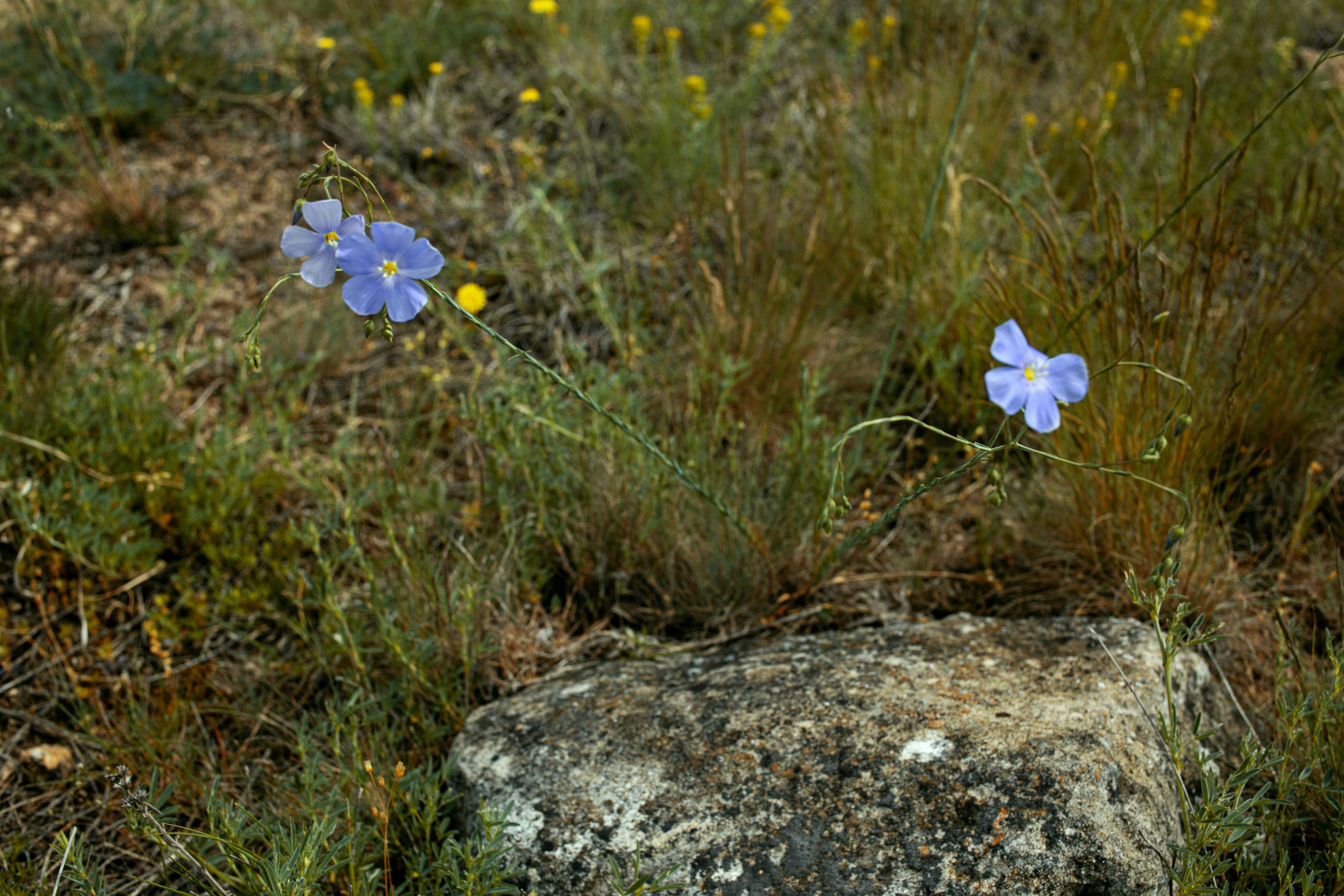 Two Azure Wildflowers Framing a Weathered Rock in Sunlit Scrub