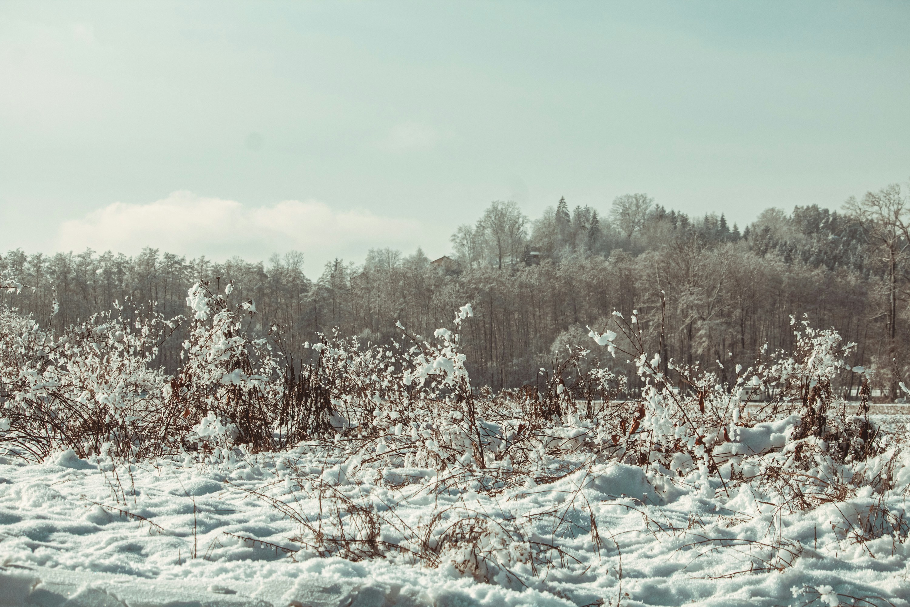 Un campo cubierto de nieve junto a un bosque foto – Imagen de Flores ...