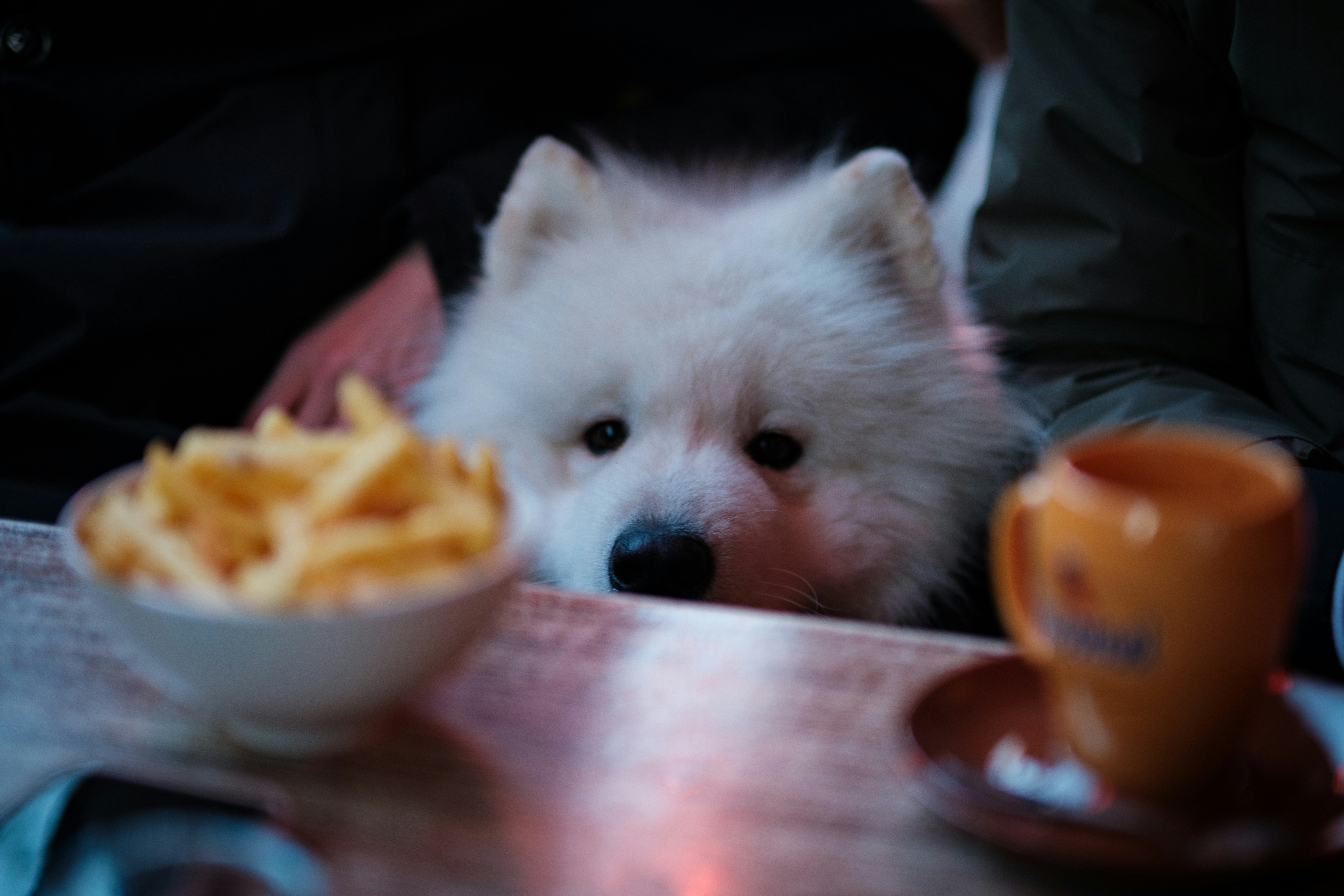 Fries, Steam, and a Warm Gaze: A Samoyed at a Quiet Café Table