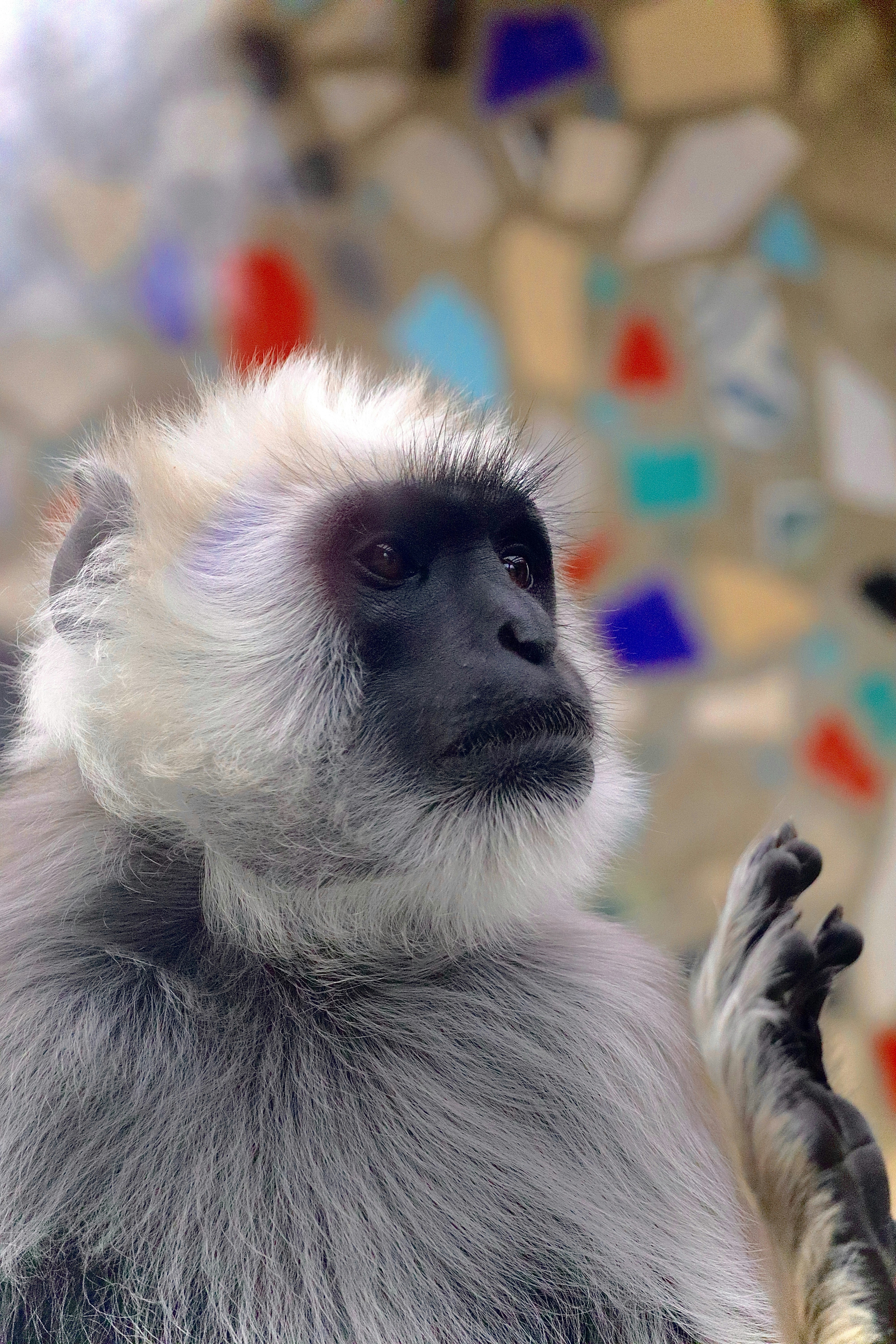 A close up of a monkey with a blurry background photo – Free Animal ...