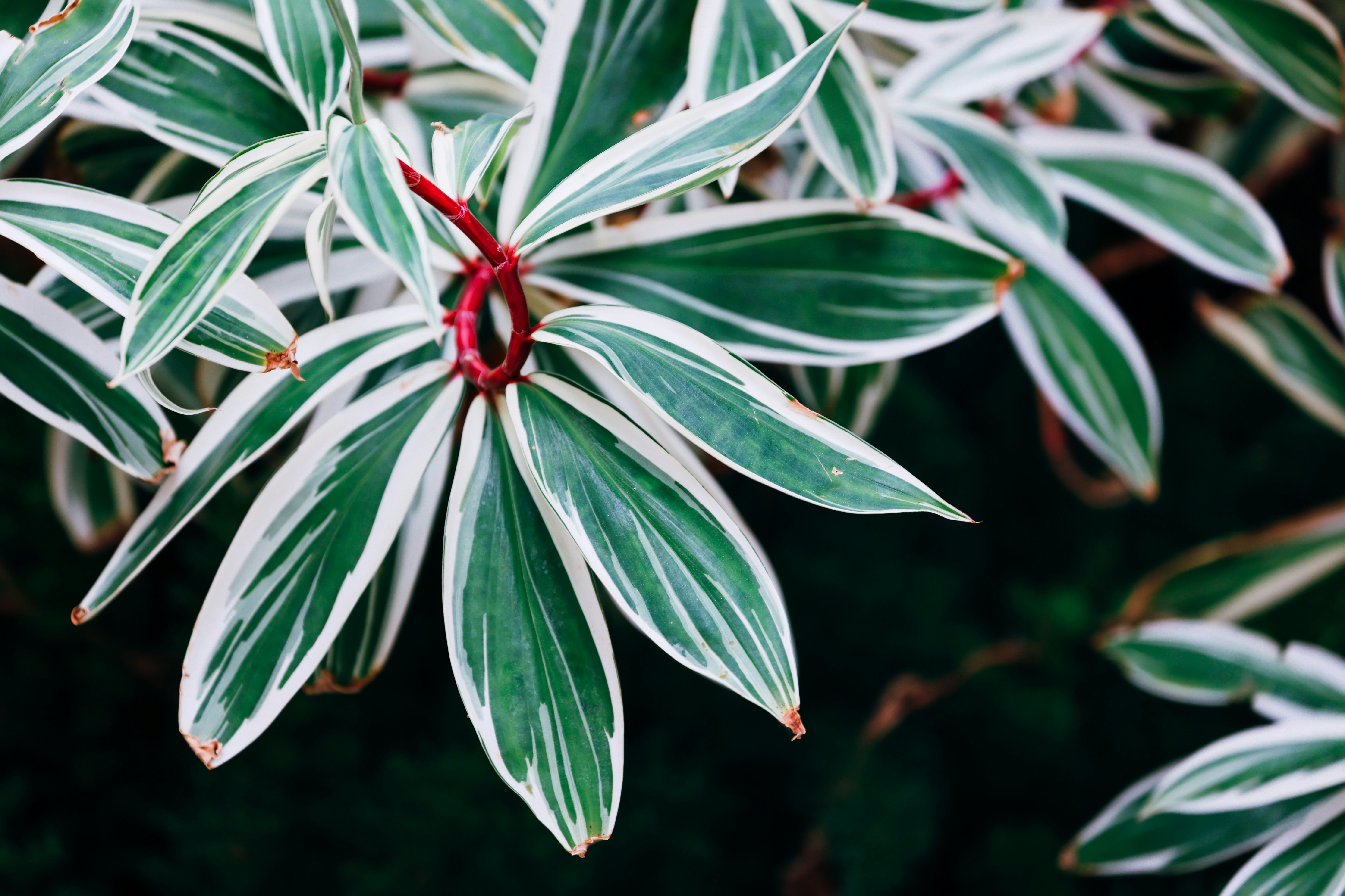 Gros plan d’une plante verte et blanche photo – Photo Pétale Gratuite ...