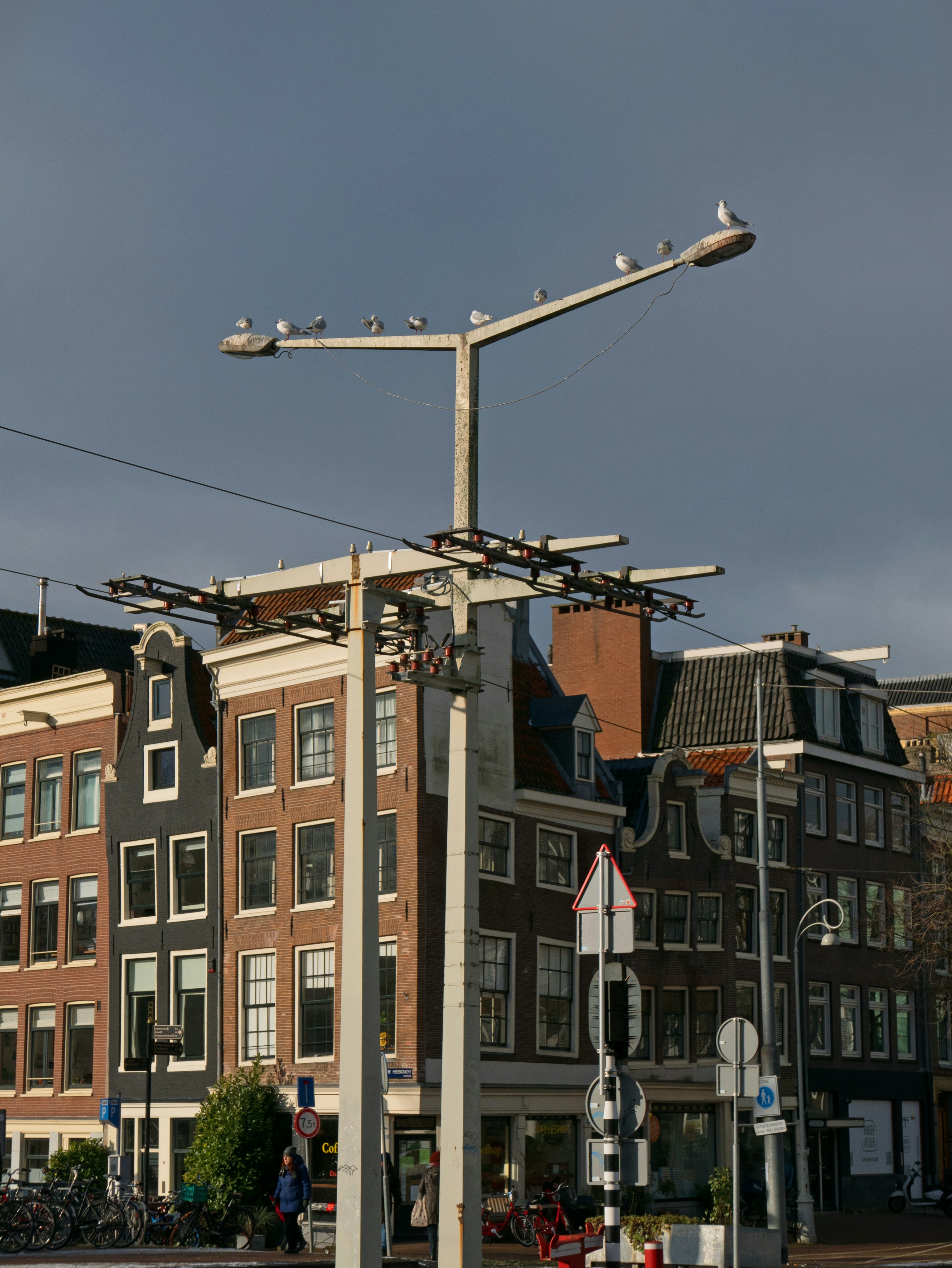 Crossbeam Chorus: Seagulls Perched Above a Dutch Street