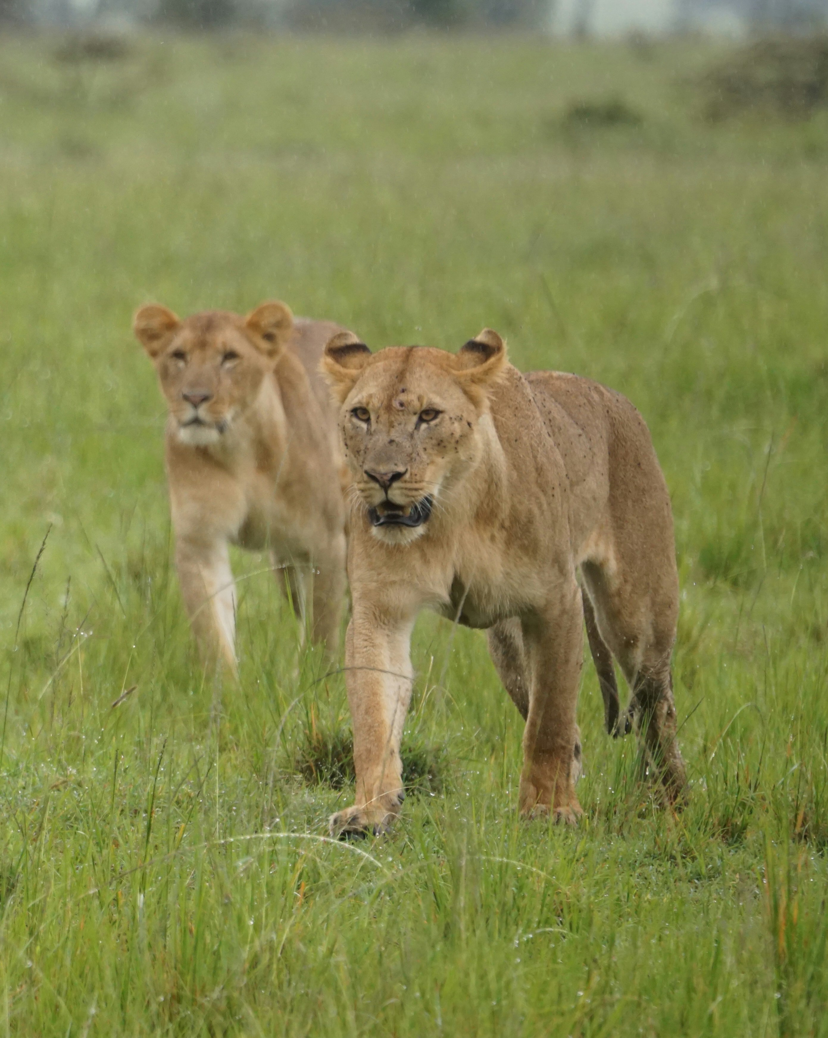 A couple of lions walking across a lush green field photo – Free Animal ...