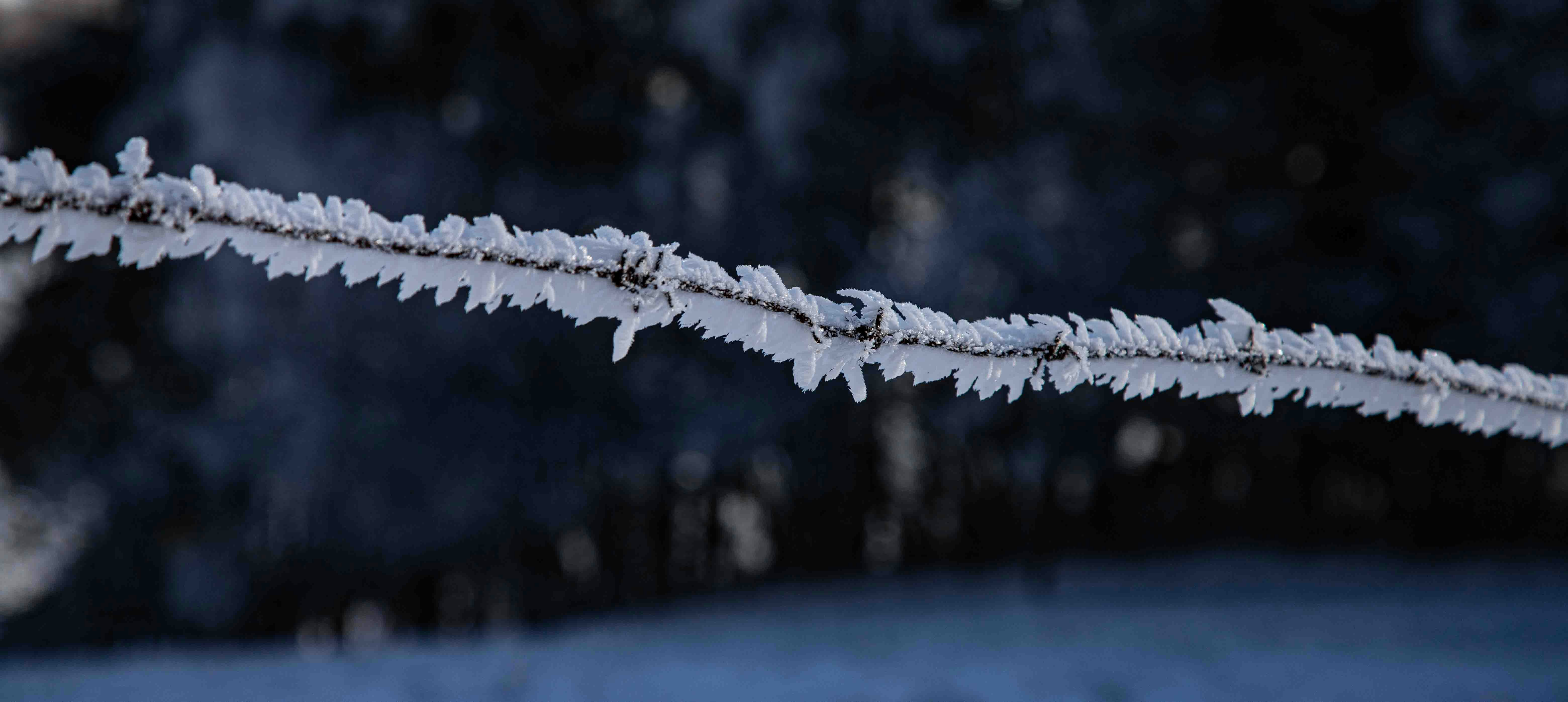 Frosted Stem: A Delicate Line of Ice Crystals Across Winter Quiet