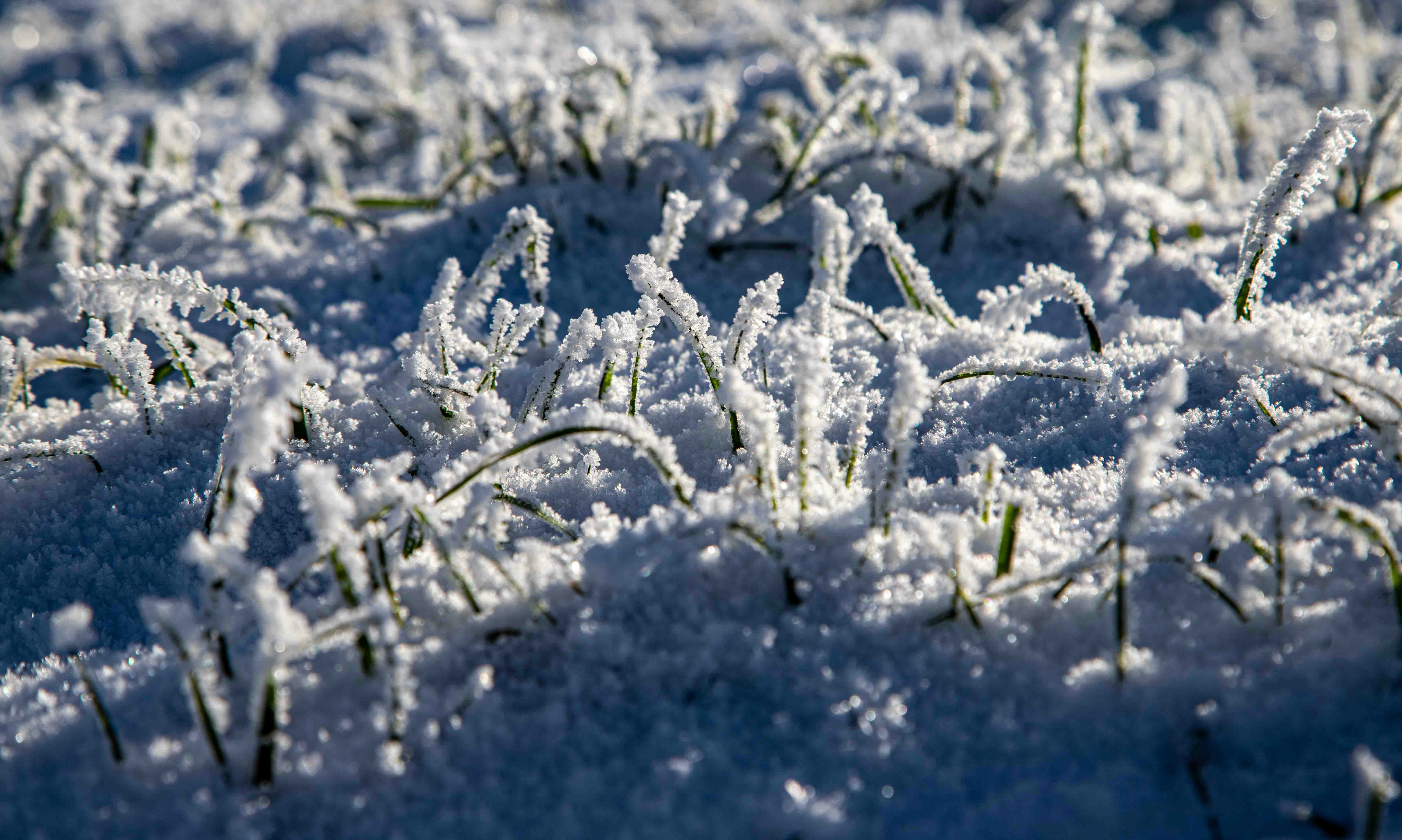 A field covered in snow with grass covered in snow photo – Free Germany ...