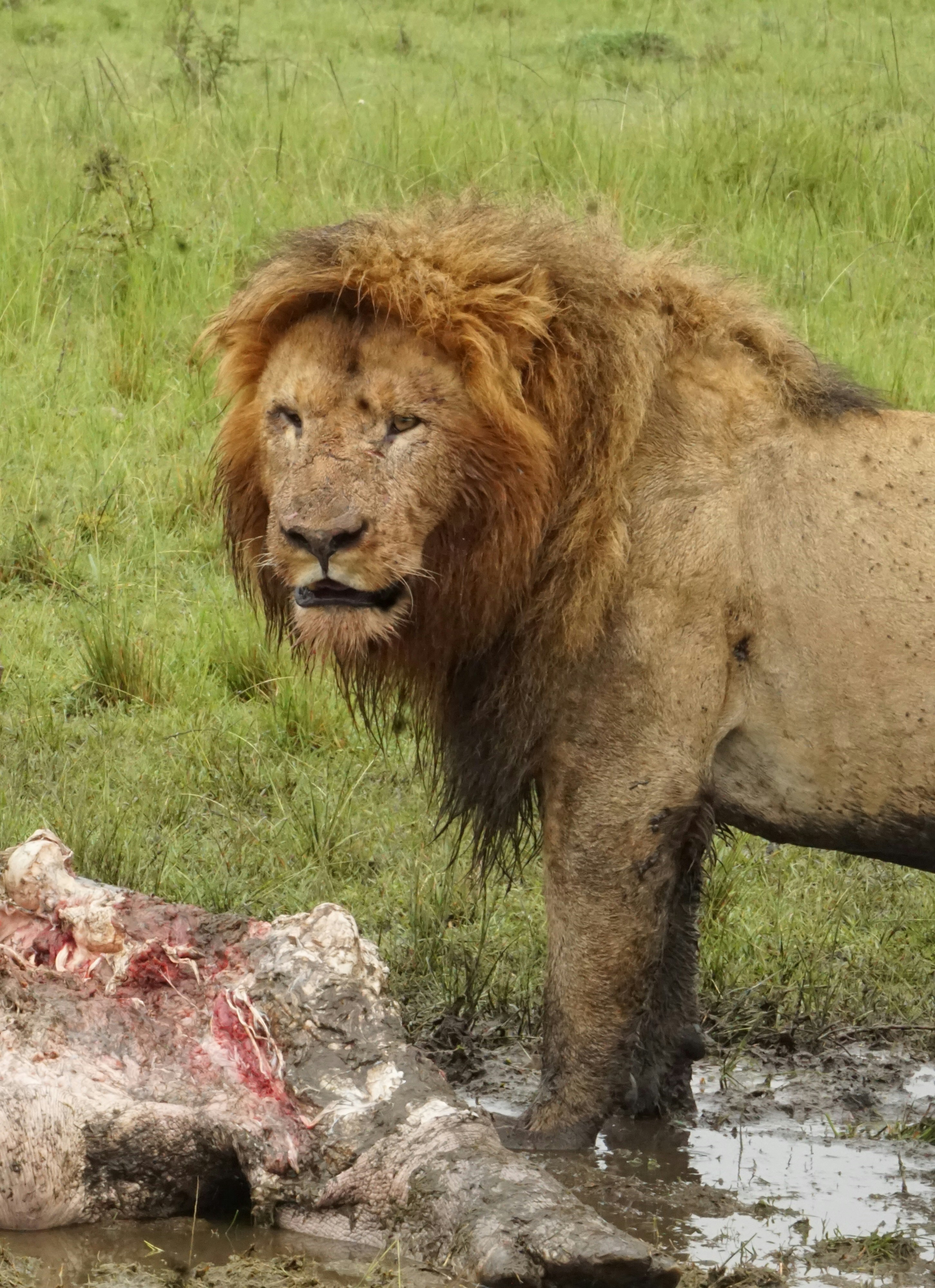 A lion standing next to a dead animal in a field photo – Free Animal ...