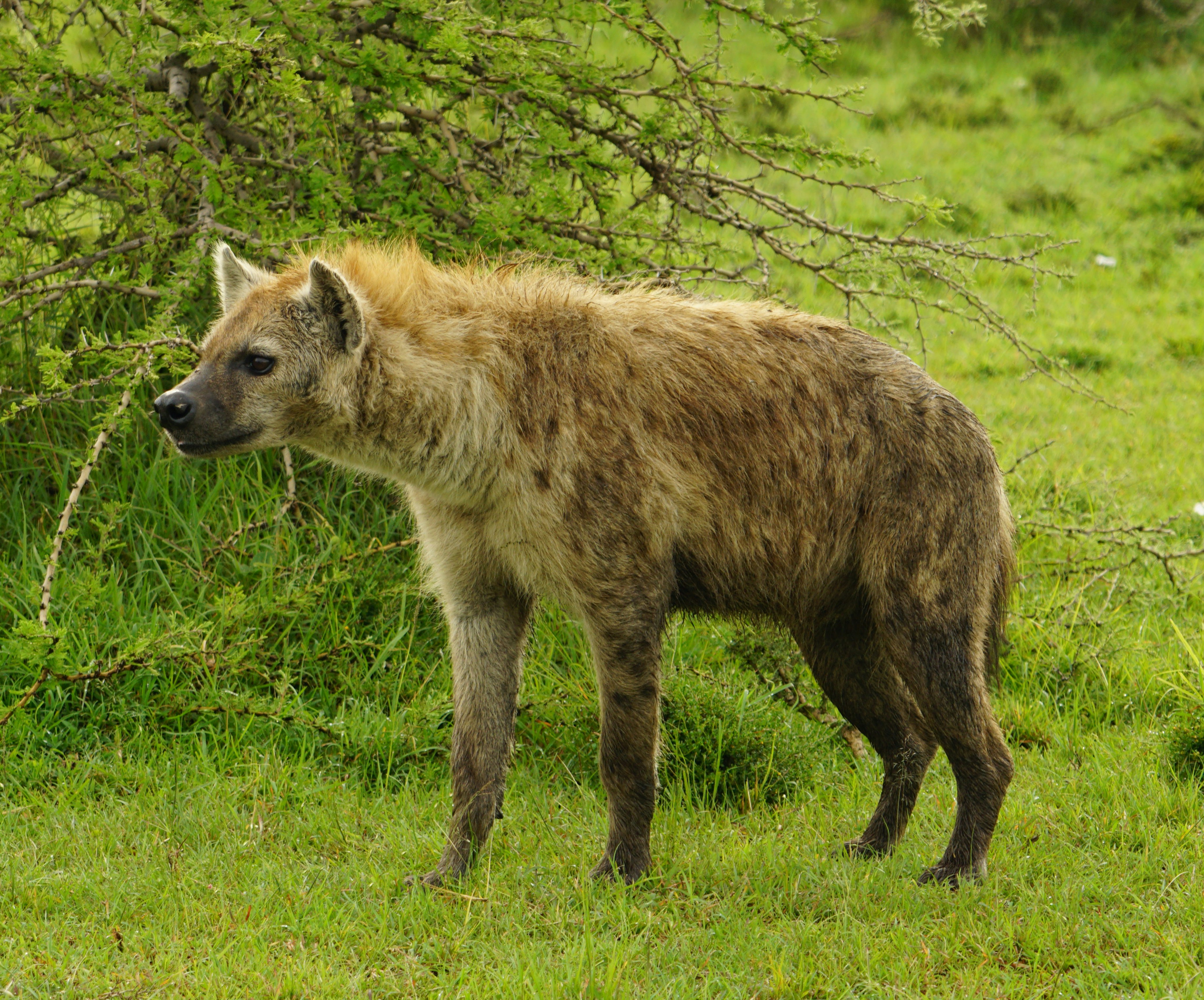 A hyena standing in a grassy field next to a tree photo – Free Dog ...