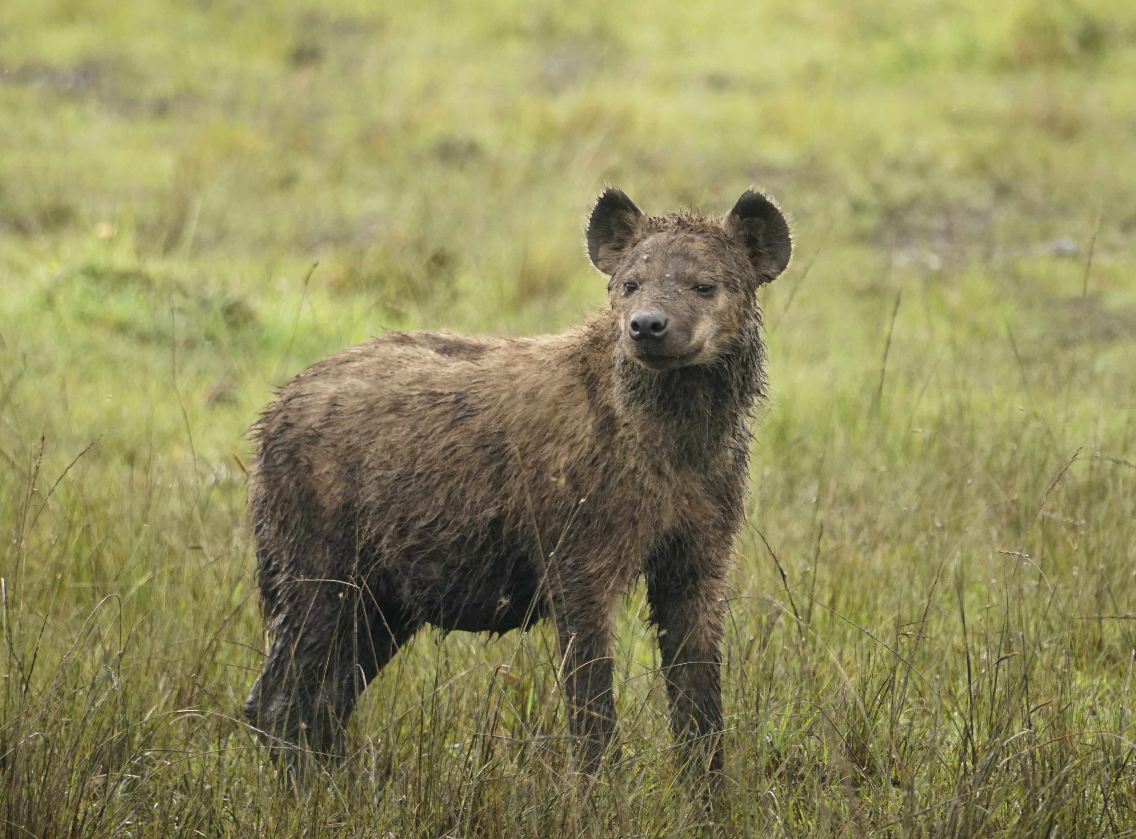 Juvenile Spotted Grizzly in Wet Meadow